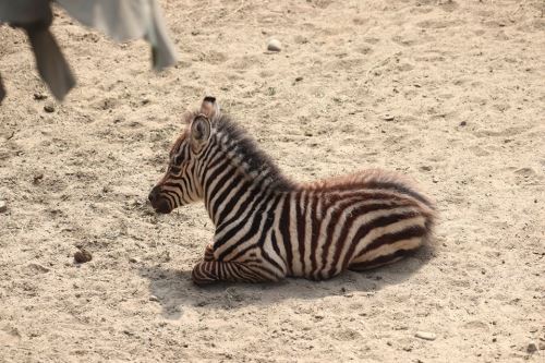 Conoce a la tierna cría de cebra nacida en el zoológico de Huachipa ...