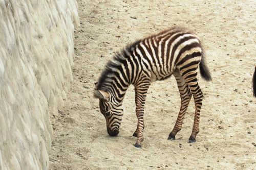 Conoce a la tierna cría de cebra nacida en el zoológico de Huachipa ...