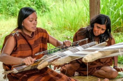 Presentarán resultados de proyecto de desarrollo en el Vraem | Noticias ...