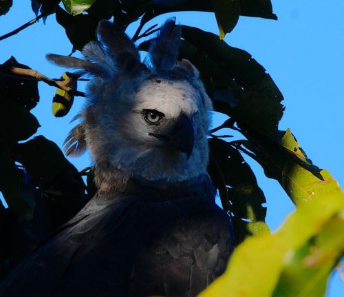 Las 10 aves emblemáticas de Perú que debes conocer | Noticias | Agencia ...