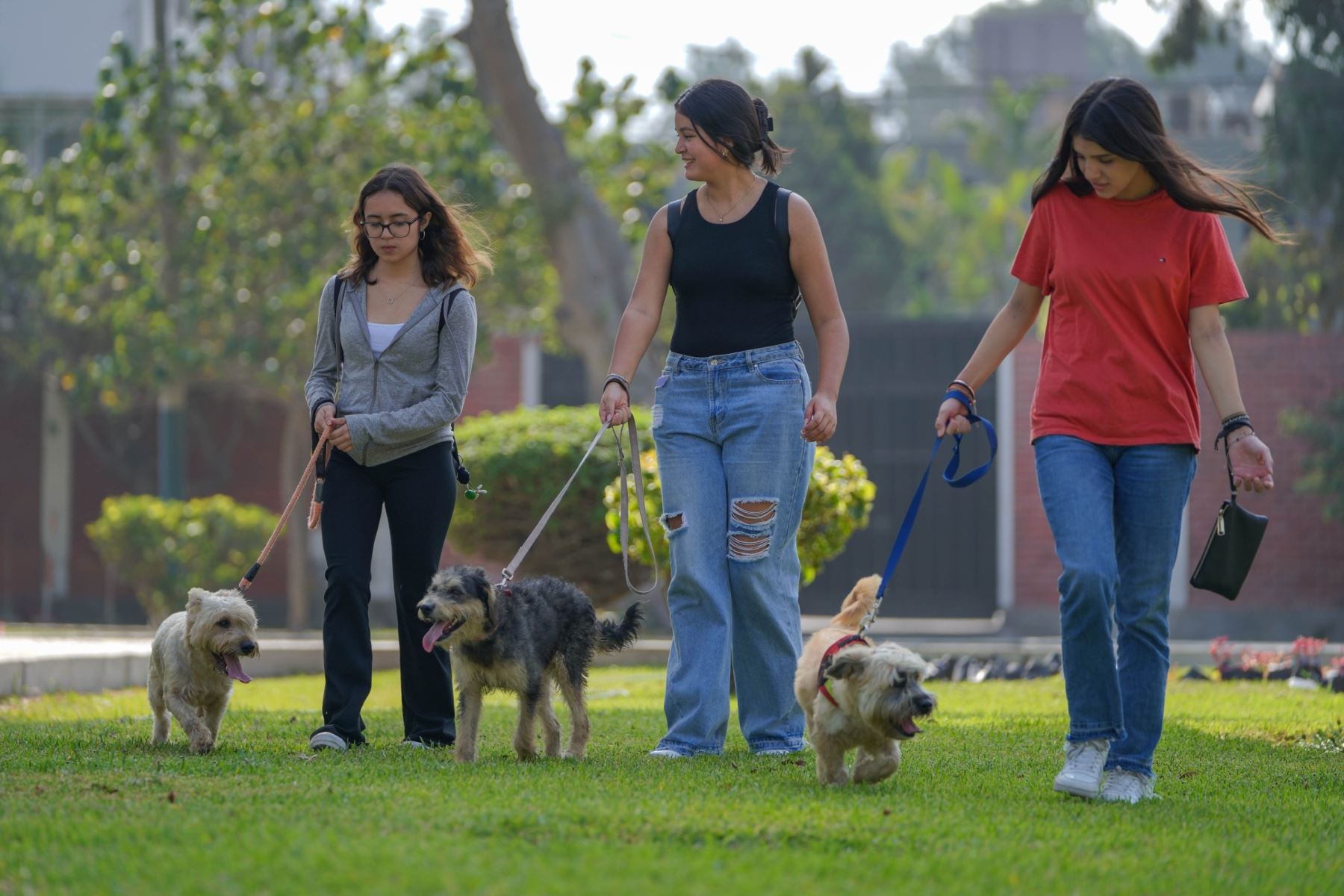 ‘paseo Entrepatas La Molina Promueve La Adopción Responsable De
