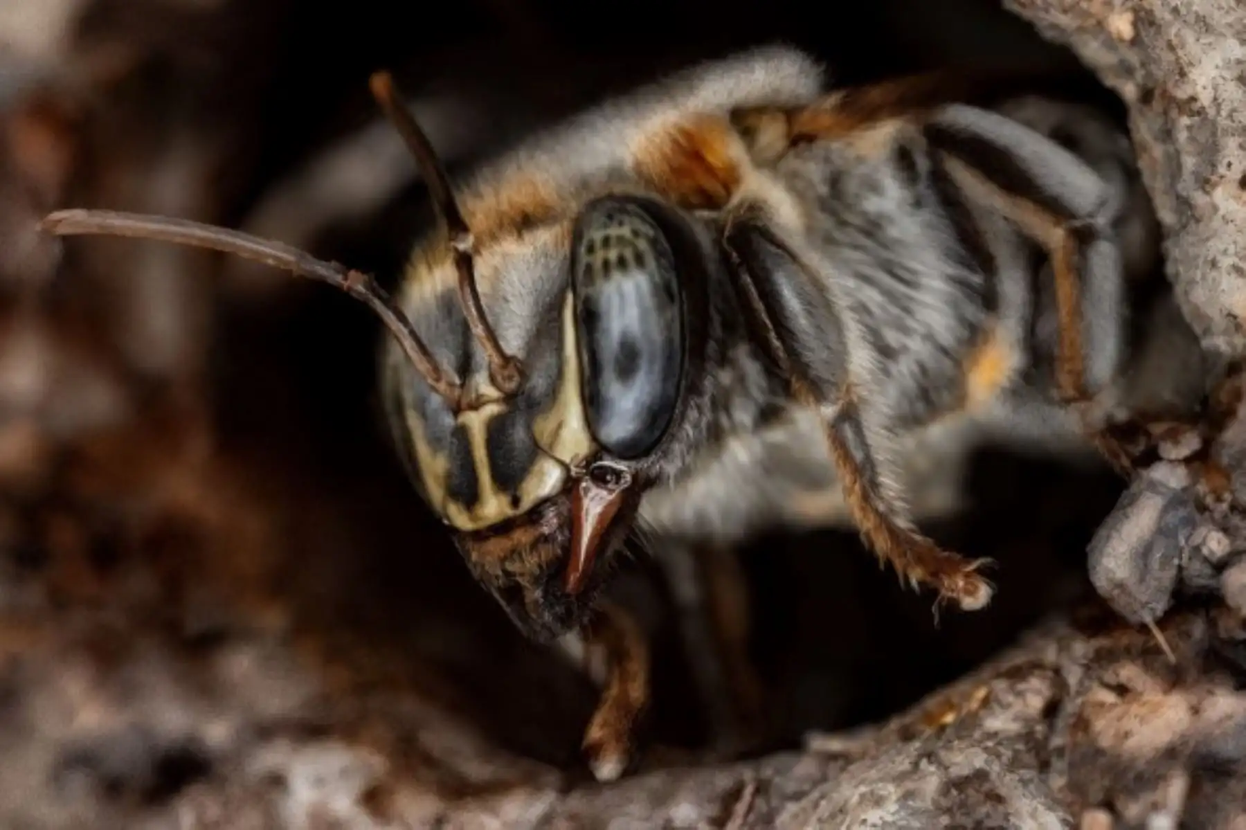 Picadura de abeja puede ser mortal si la persona es alérgica, advierte ...