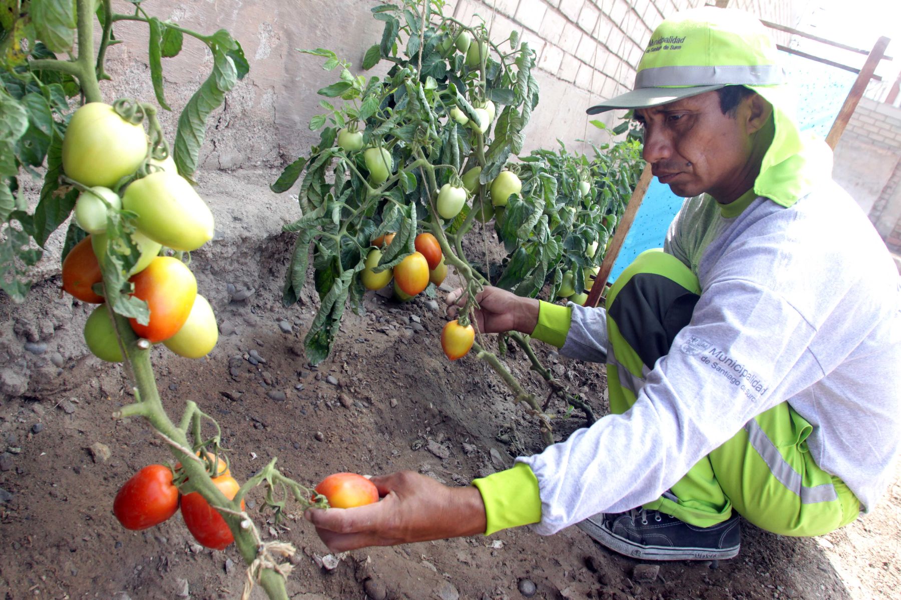 En Surco desarrollan biohuerto con productos orgánicos para consumo de ...