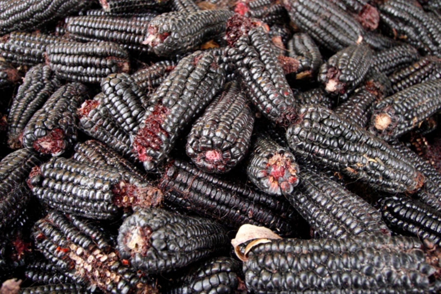 Se incrementa la producción de maíz morado en la región Arequipa ...