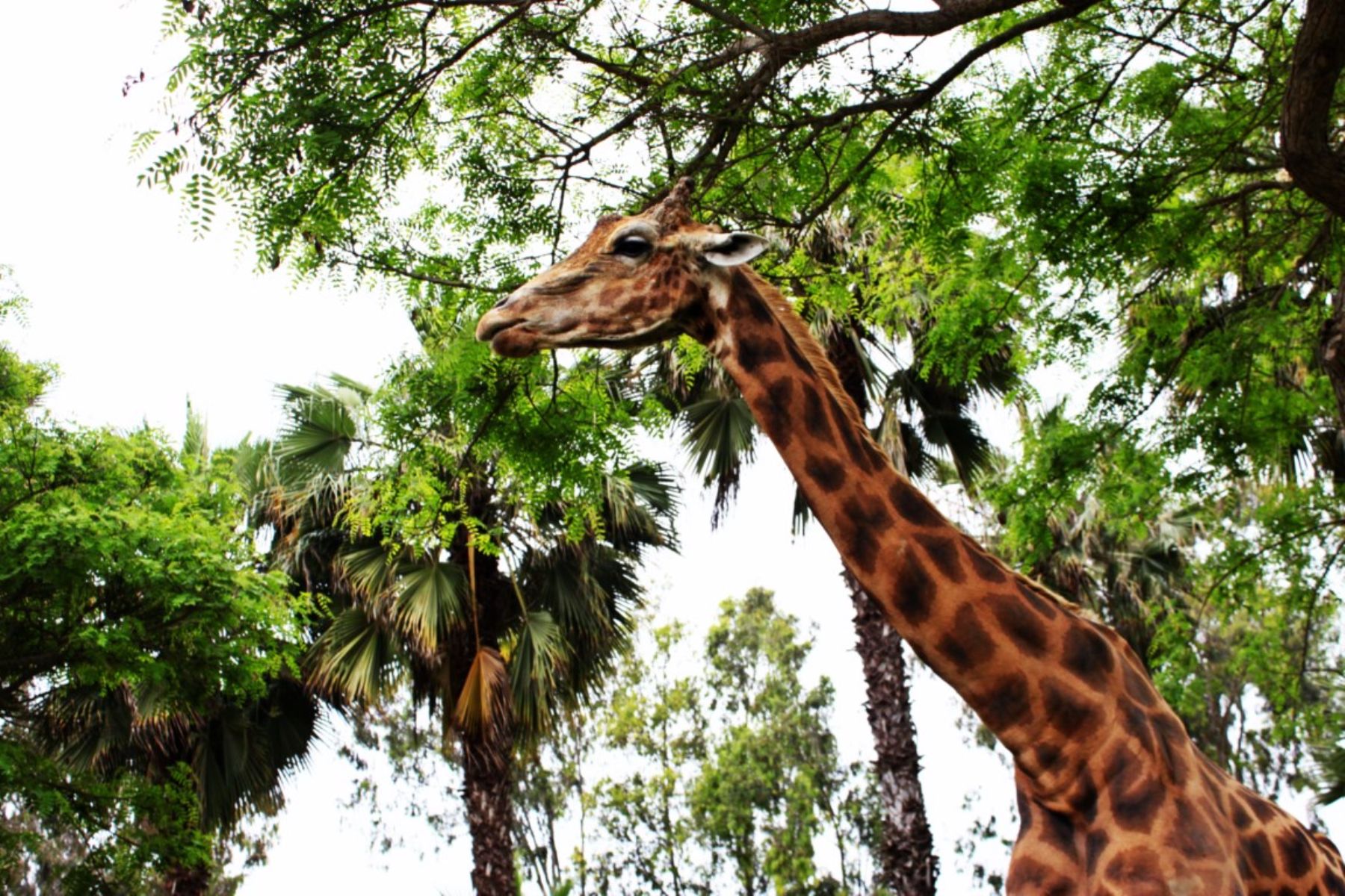 Las jirafas están en peligro de extinción, advierte informe | Noticias | Agencia Peruana de ...