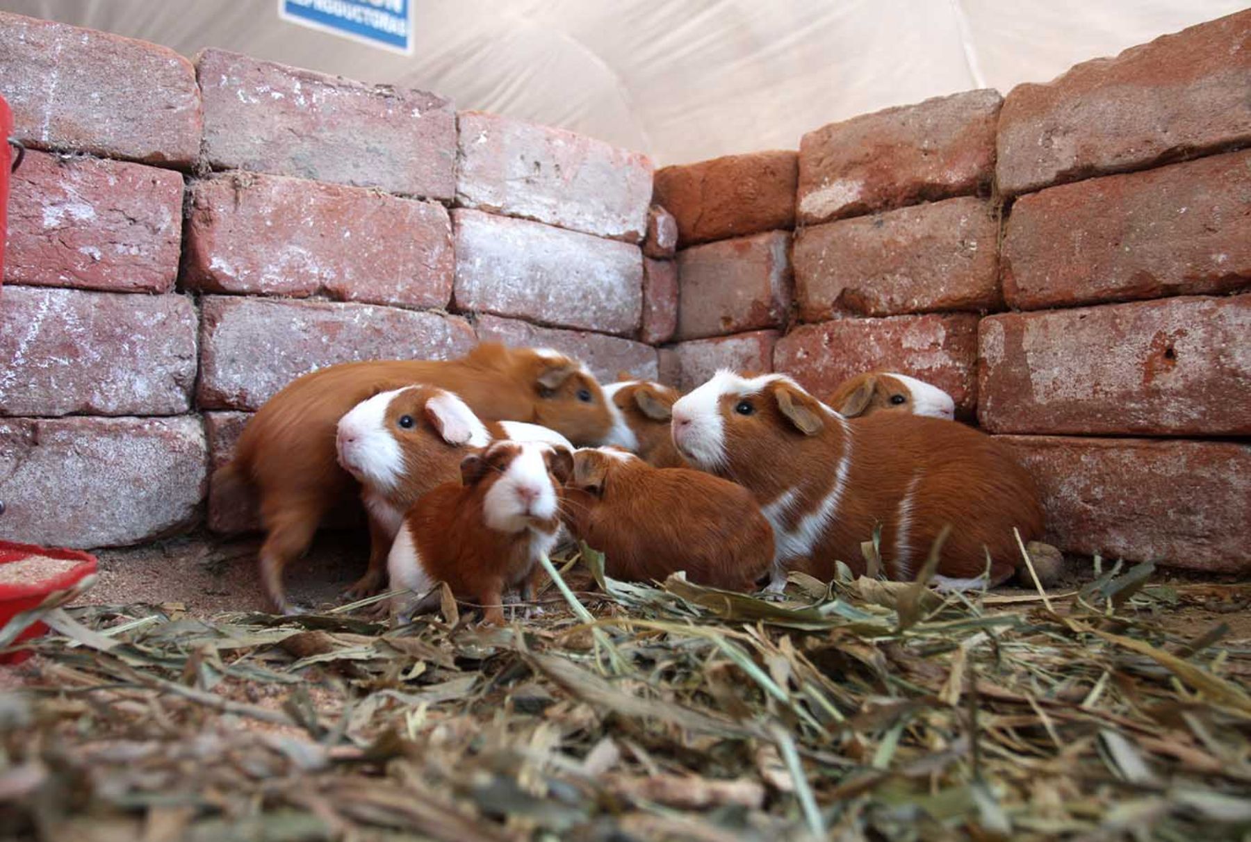 Lambayeque: promoverán crianza de cuyes en zonas andinas y rurales ...