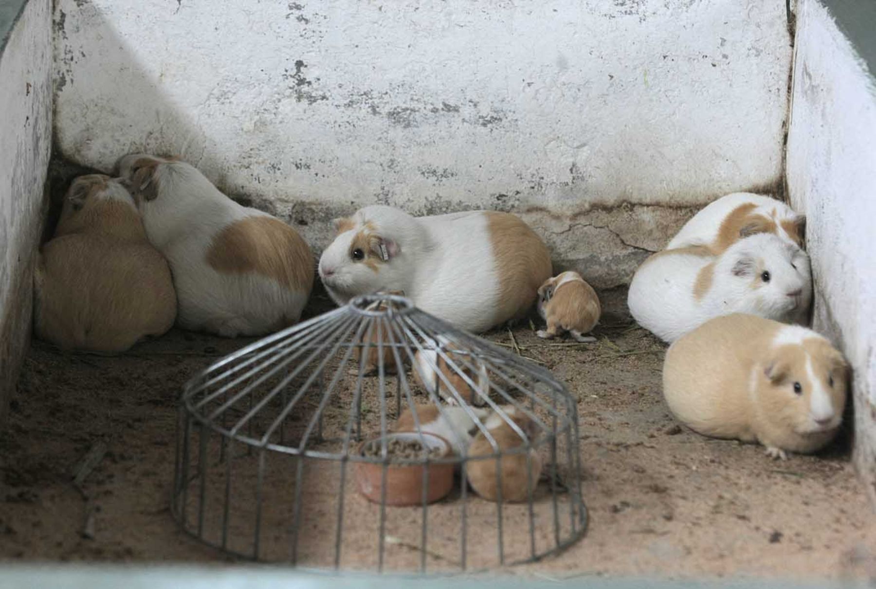 Lambayeque: promoverán crianza de cuyes en zonas andinas y rurales ...