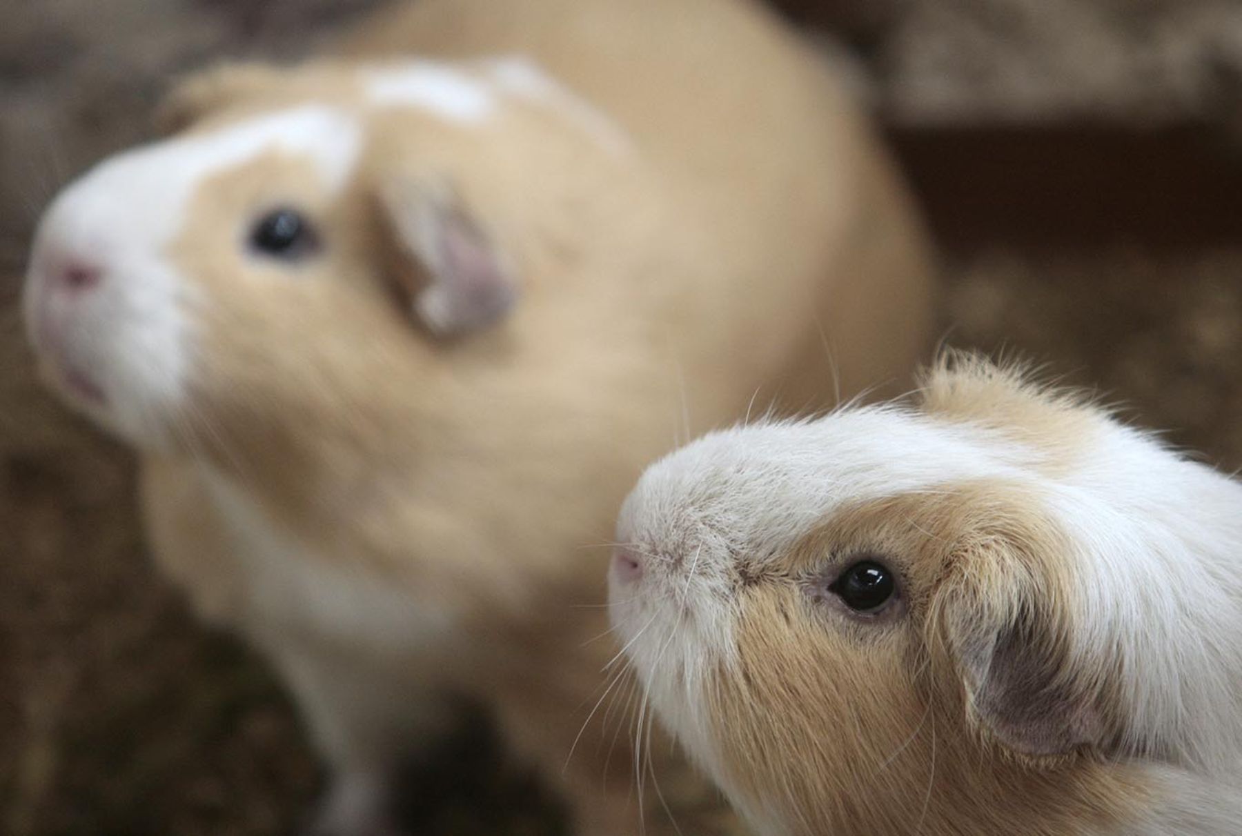 Lambayeque: promoverán crianza de cuyes en zonas andinas y rurales ...