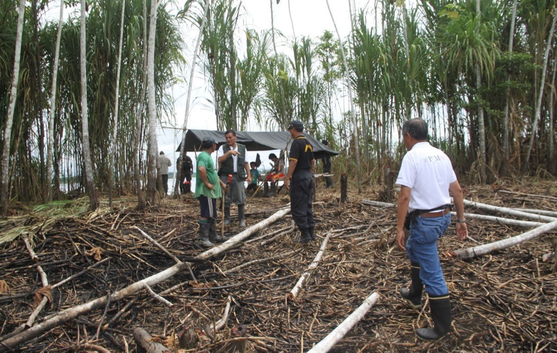 Piden incorporar lucha contra tala ilegal en planes de gobierno de ...