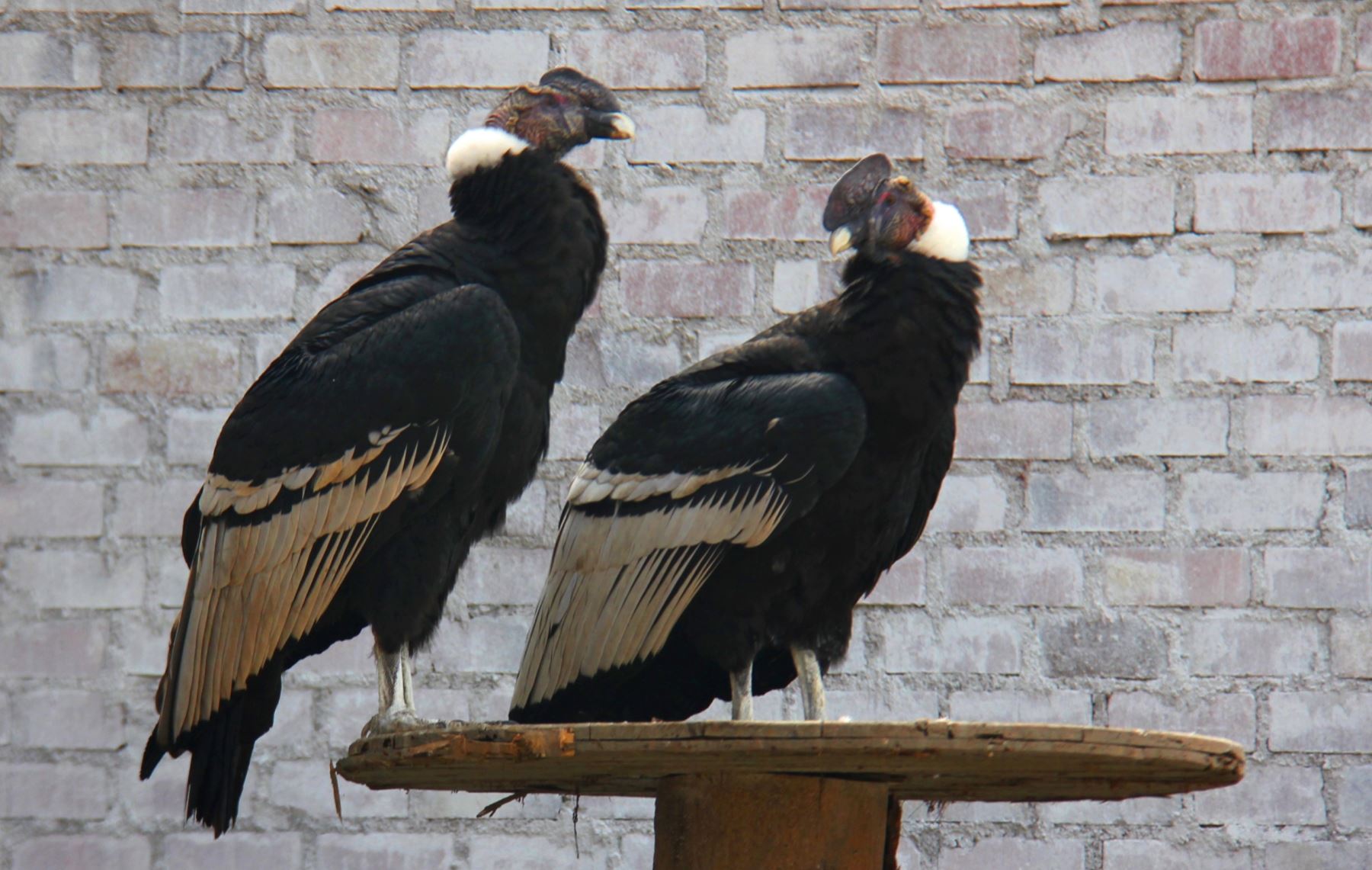 Países andinos evaluarán estrategias para la conservación del cóndor ...