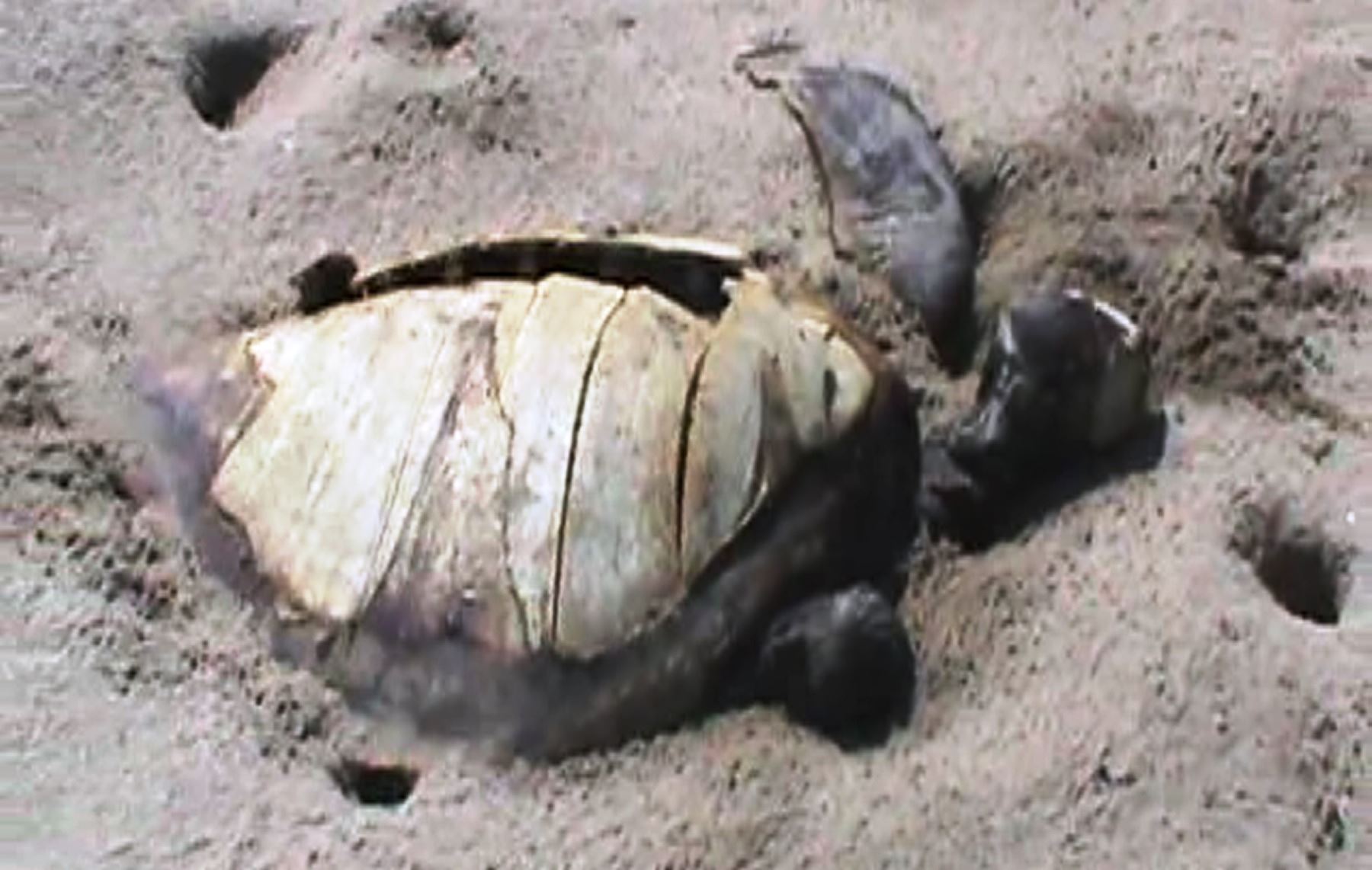 Tumbes: hallan 11 lobos marinos y 2 tortugas muertos en zona de playa ...
