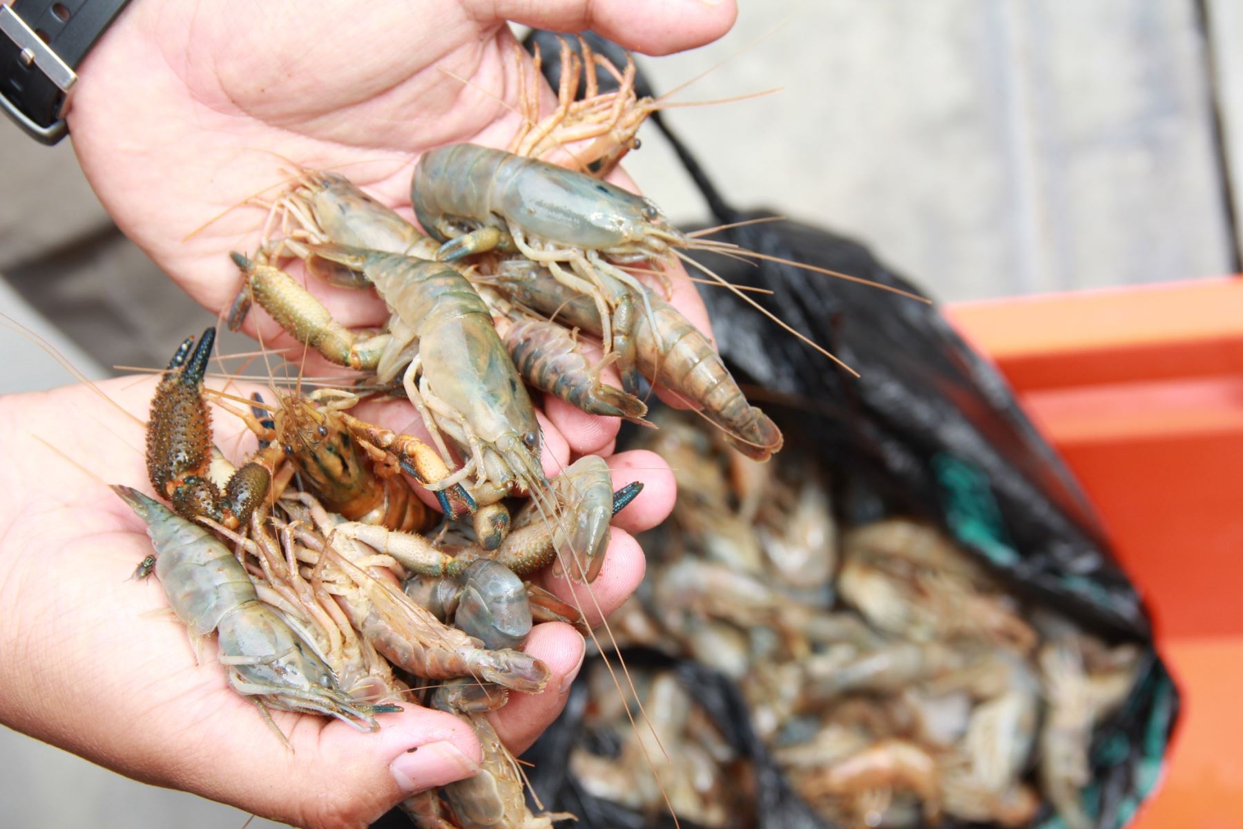 Produce dispone veda de camarón de río hasta el 31 de marzo próximo ...