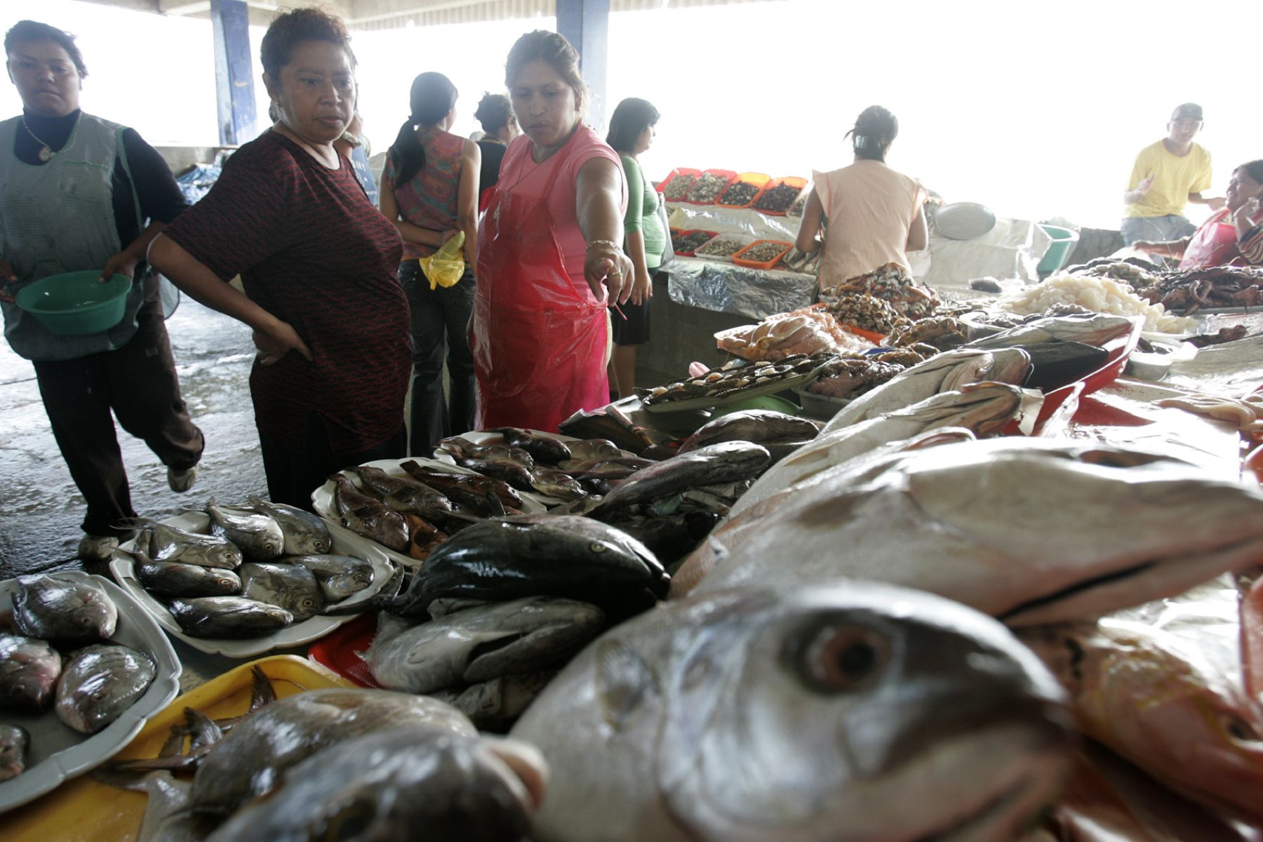 Venta de peces finos fue constante en muelle pesquero de Chorrillos ...
