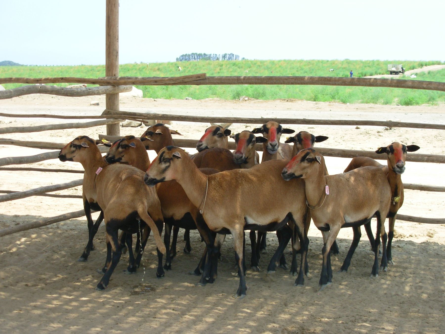 Primeros ovinos australianos productores de leche nacerán en la sierra ...