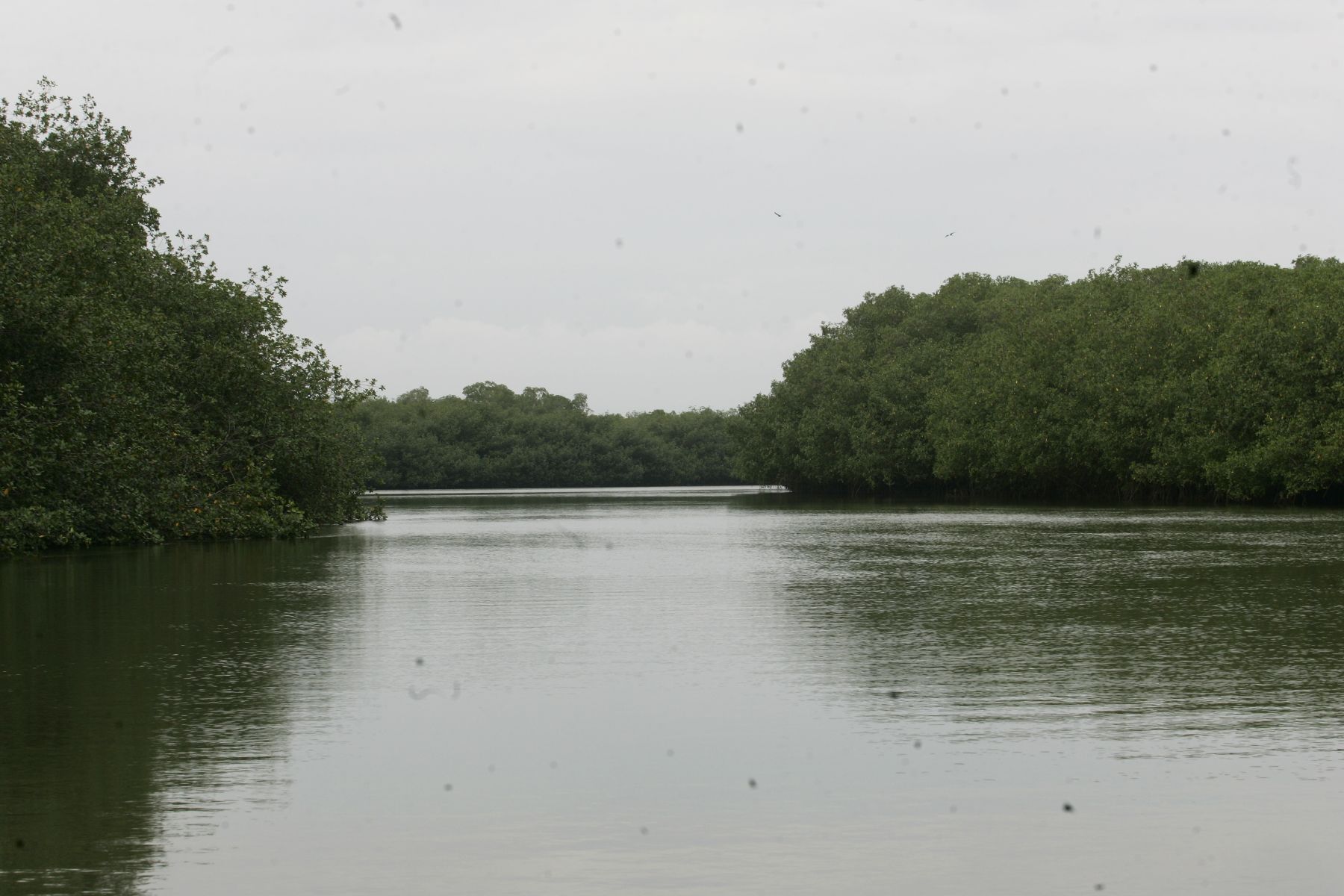 Santuario de Los Manglares de Tumbes ofrece dos rutas turísticas para ...