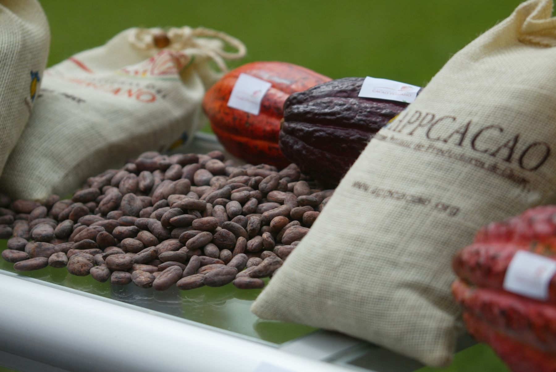 Exportaciones de grano de cacao crecen 44.7% entre enero y abril ...