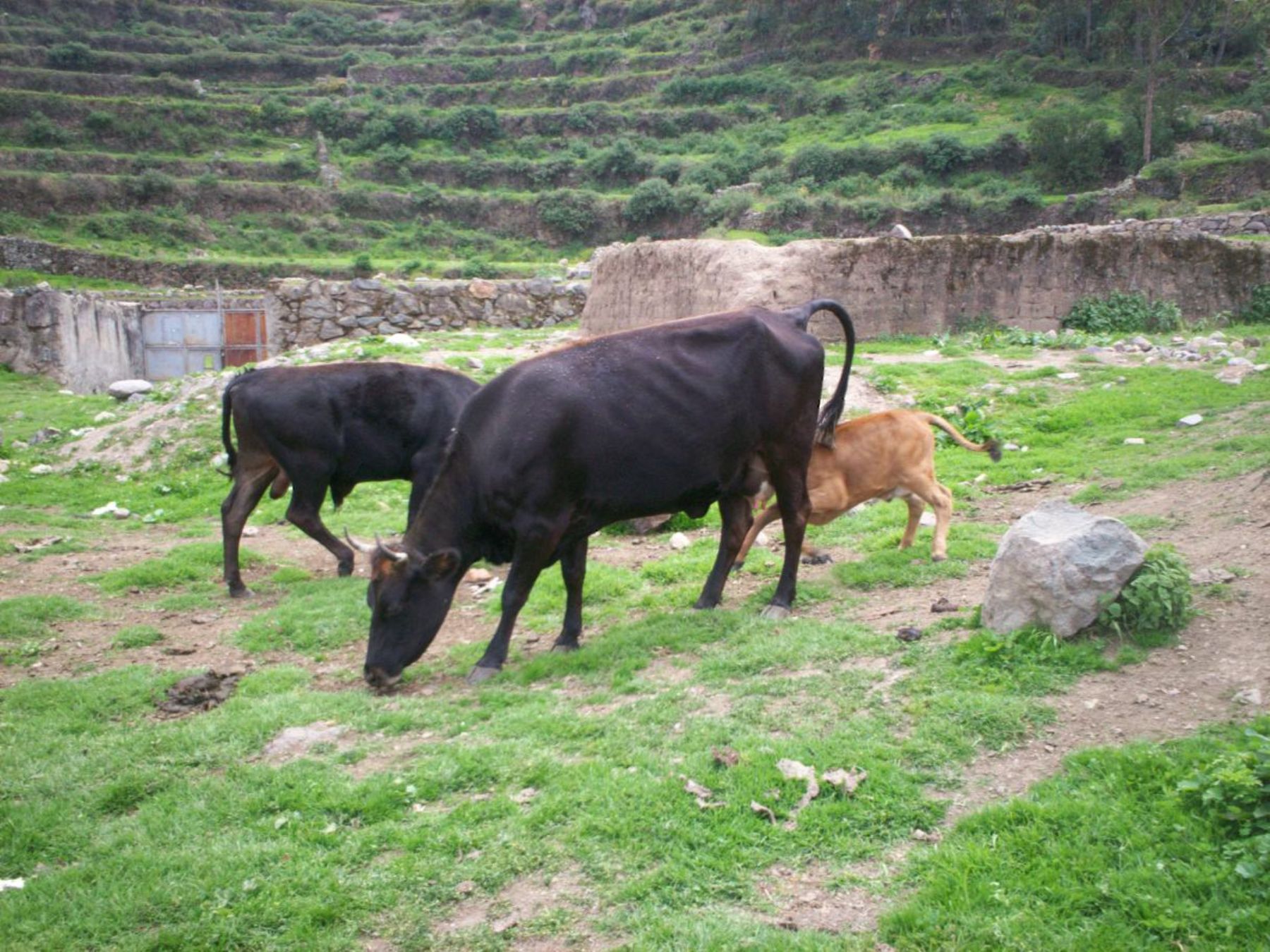 Instalan módulos de inseminación artificial para mejorar calidad ...