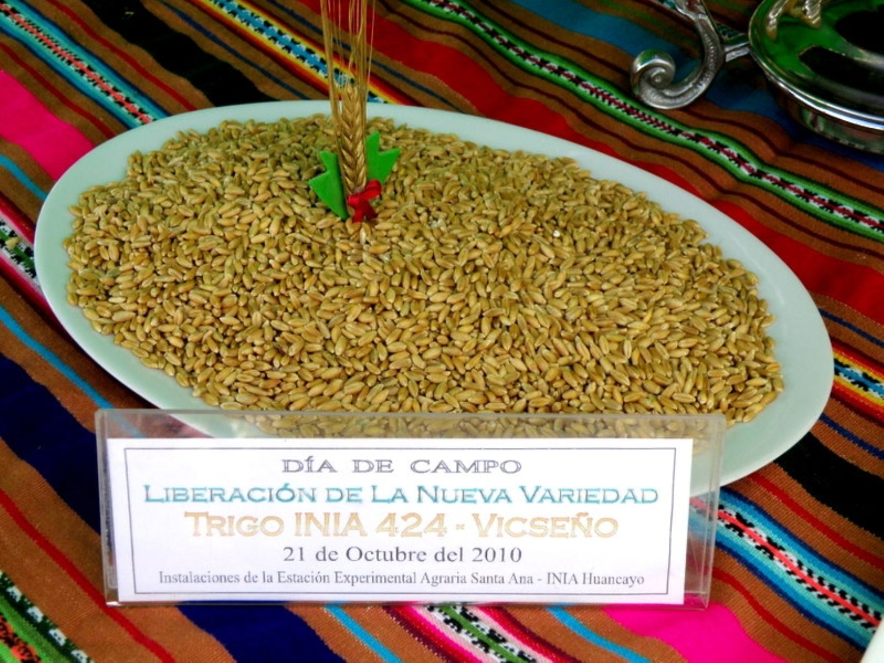 Ministerio de Agricultura presentó nueva variedad de trigo en Huancayo ...