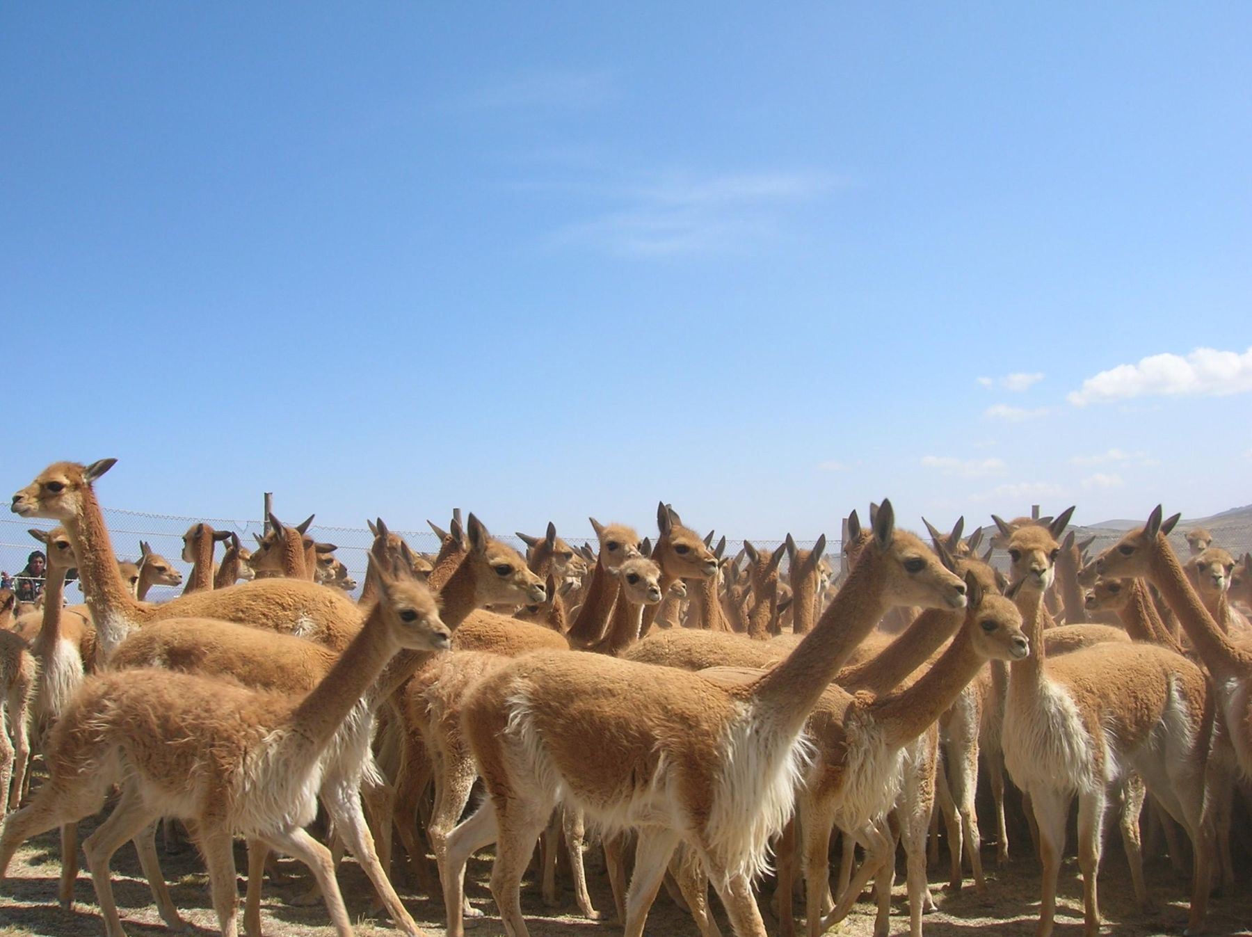 Producción de fibra de vicuña de Junín superó los 730 kilos este año ...