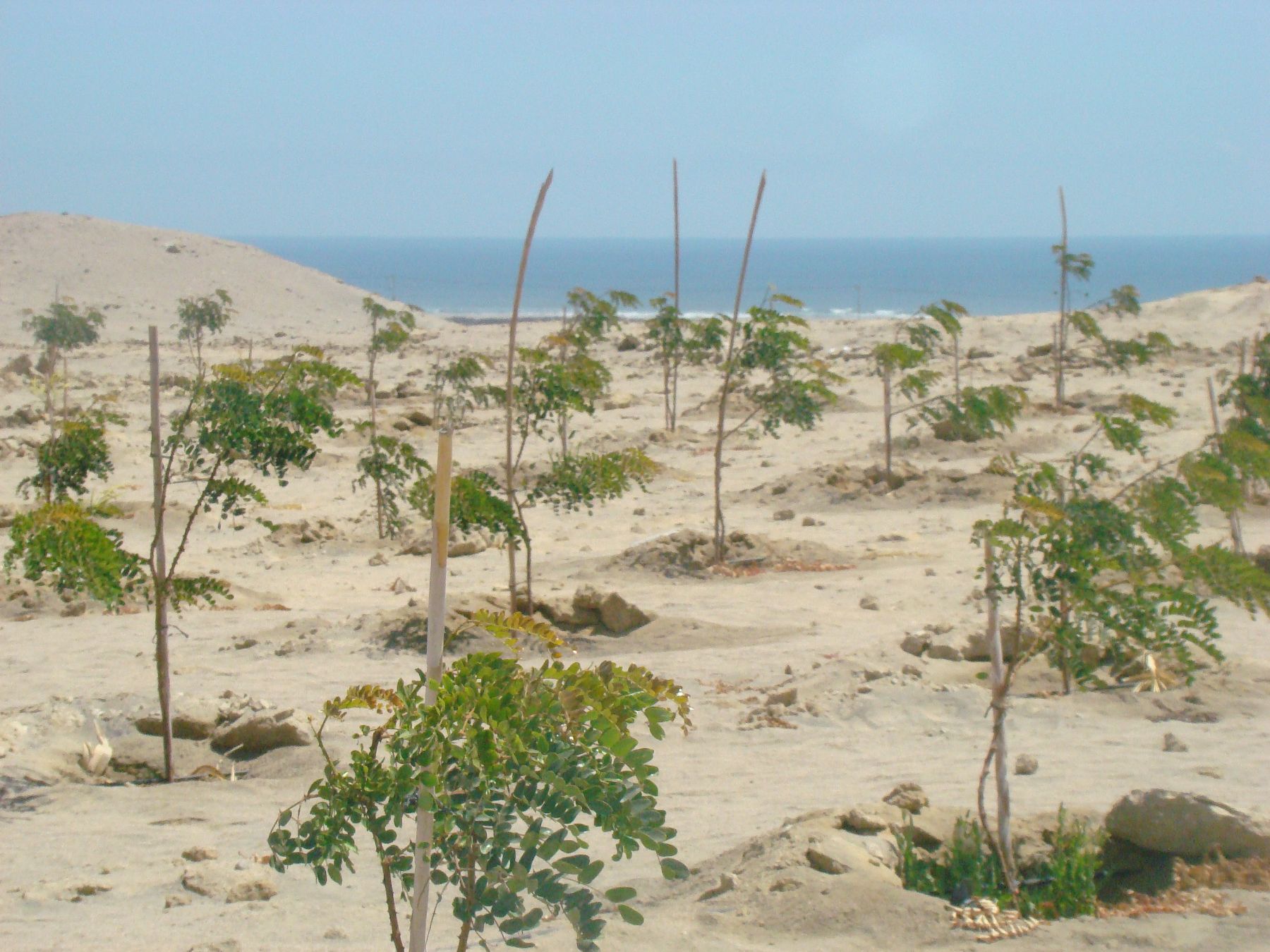 Empresa china interesada en invertir US$ 5 millones en planta para ...