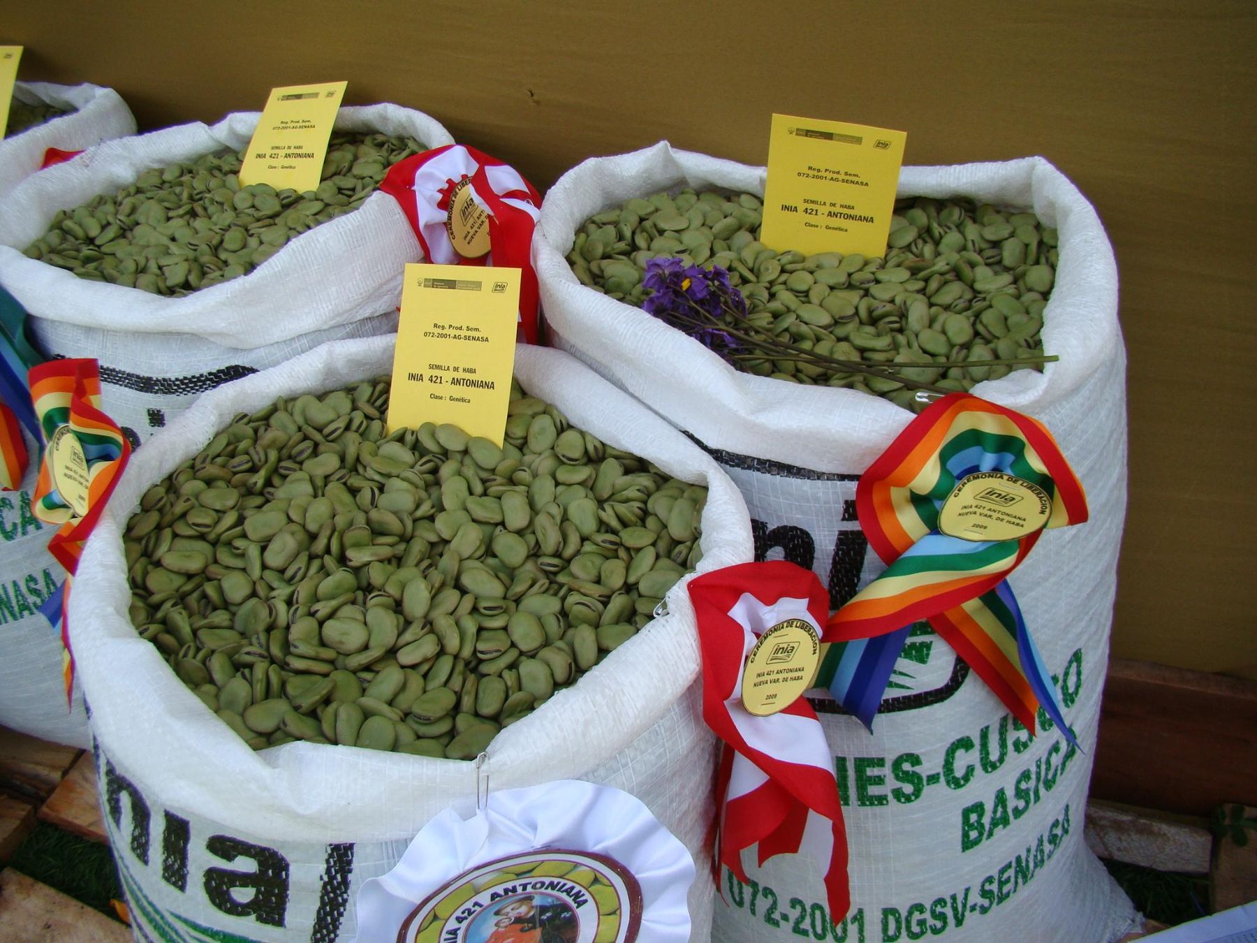 Productores puneños de habas son capacitados para reducir pérdidas ...