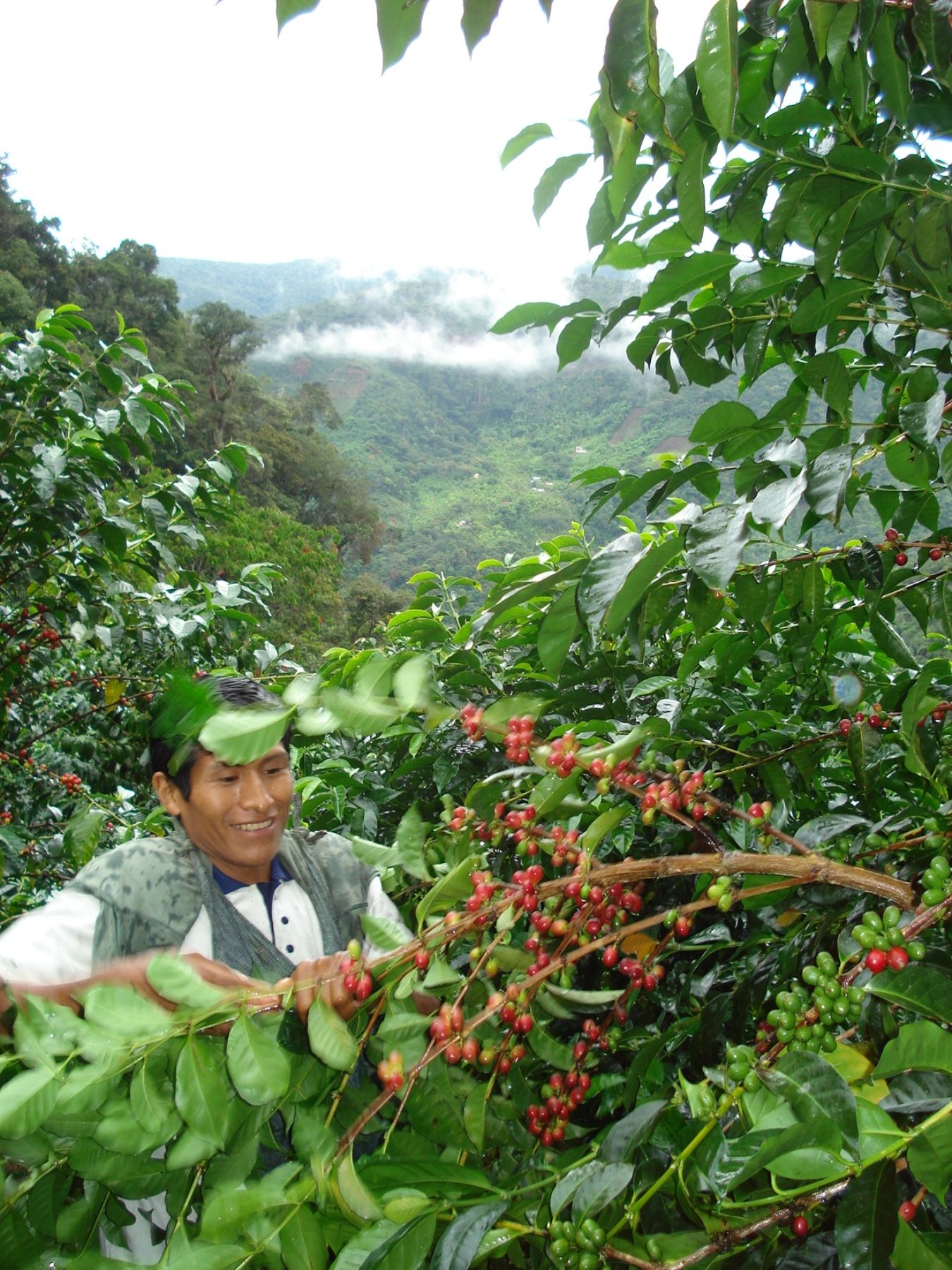 Proyecto Selva Puno beneficiará a más de 100,000 habitantes de Sandia y ...