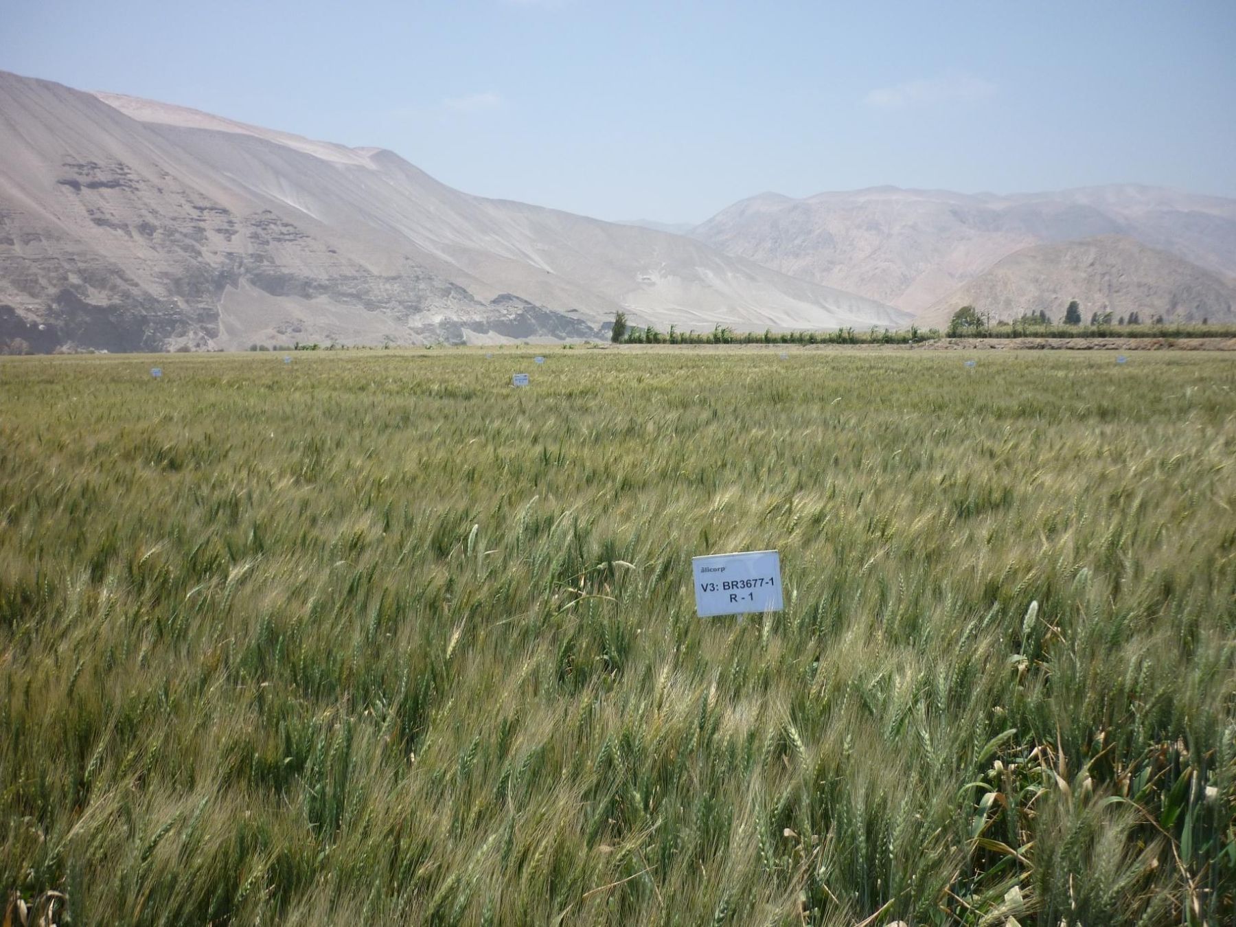 Arequipa cultiva el 80% del trigo durum que se produce en el país ...