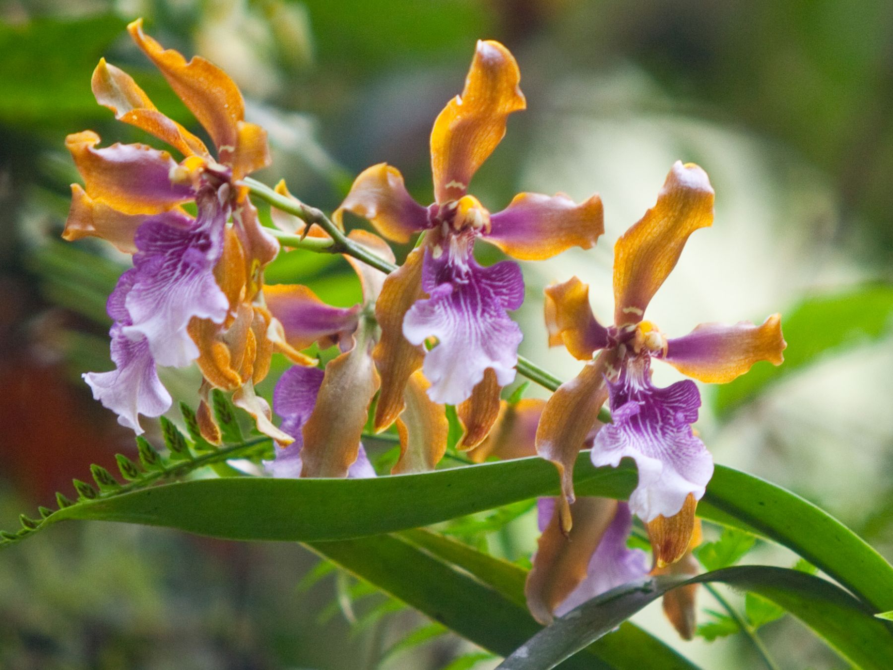 Turismo de orquídeas en Perú podría consolidarse en 10 años, sostienen ...