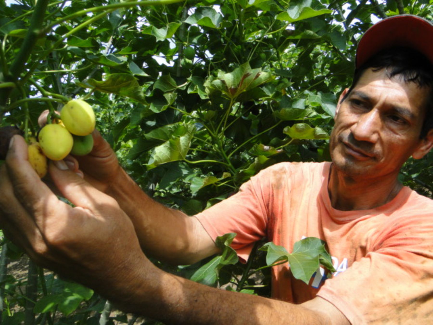 En San Martín crece producción de piñón blanco, materia prima para ...