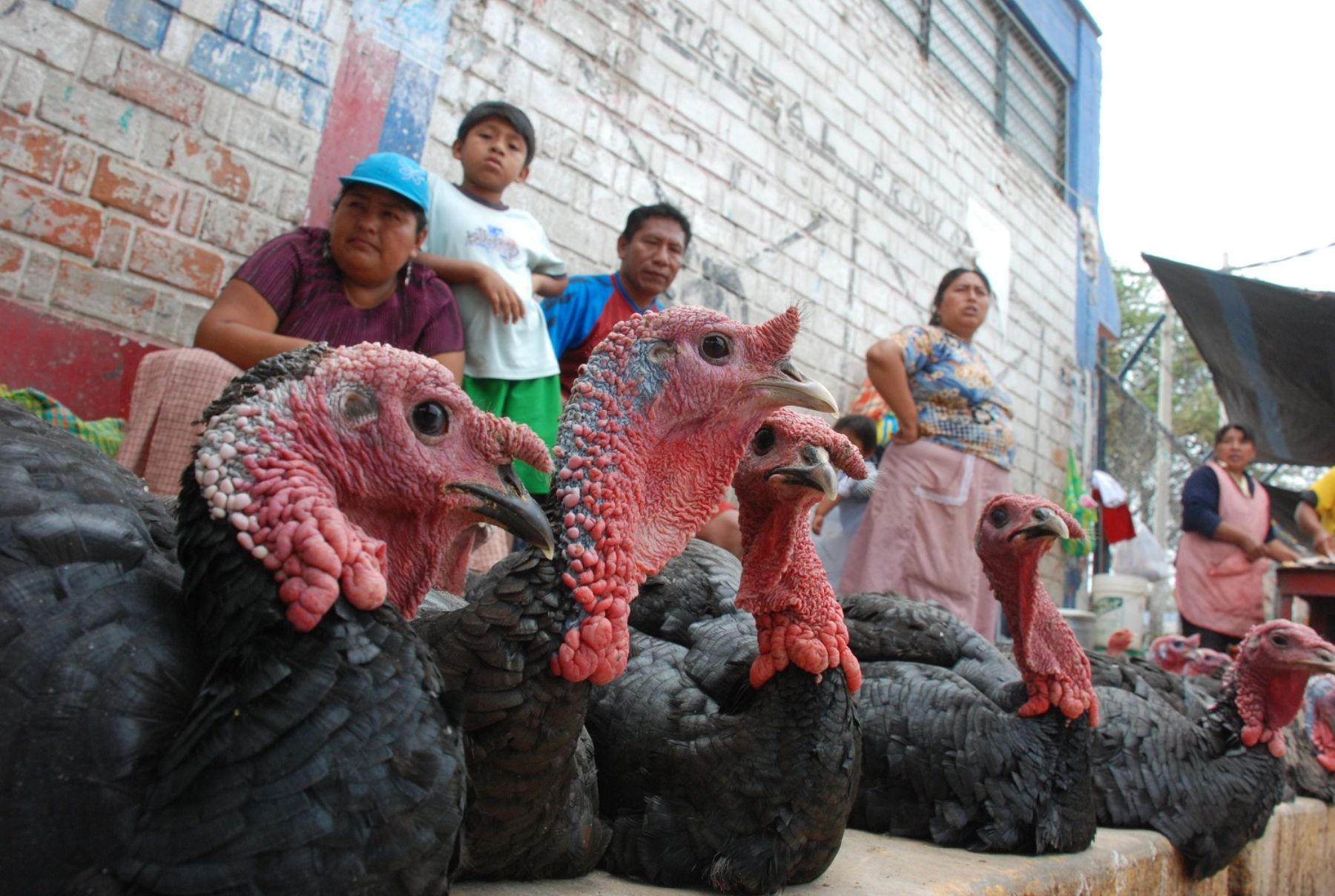 Beneficiarias piuranas del programa Juntos participarán en II Feria del ...