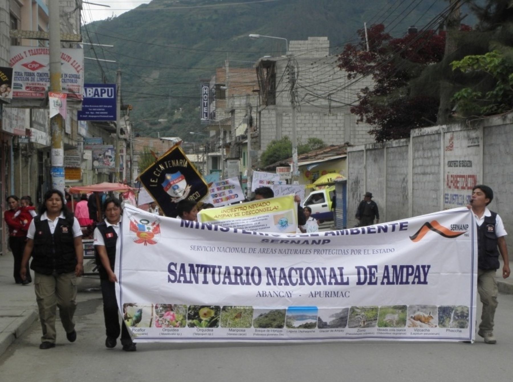Santuario nacional de Ampay impulsa protección de árbol representativo ...