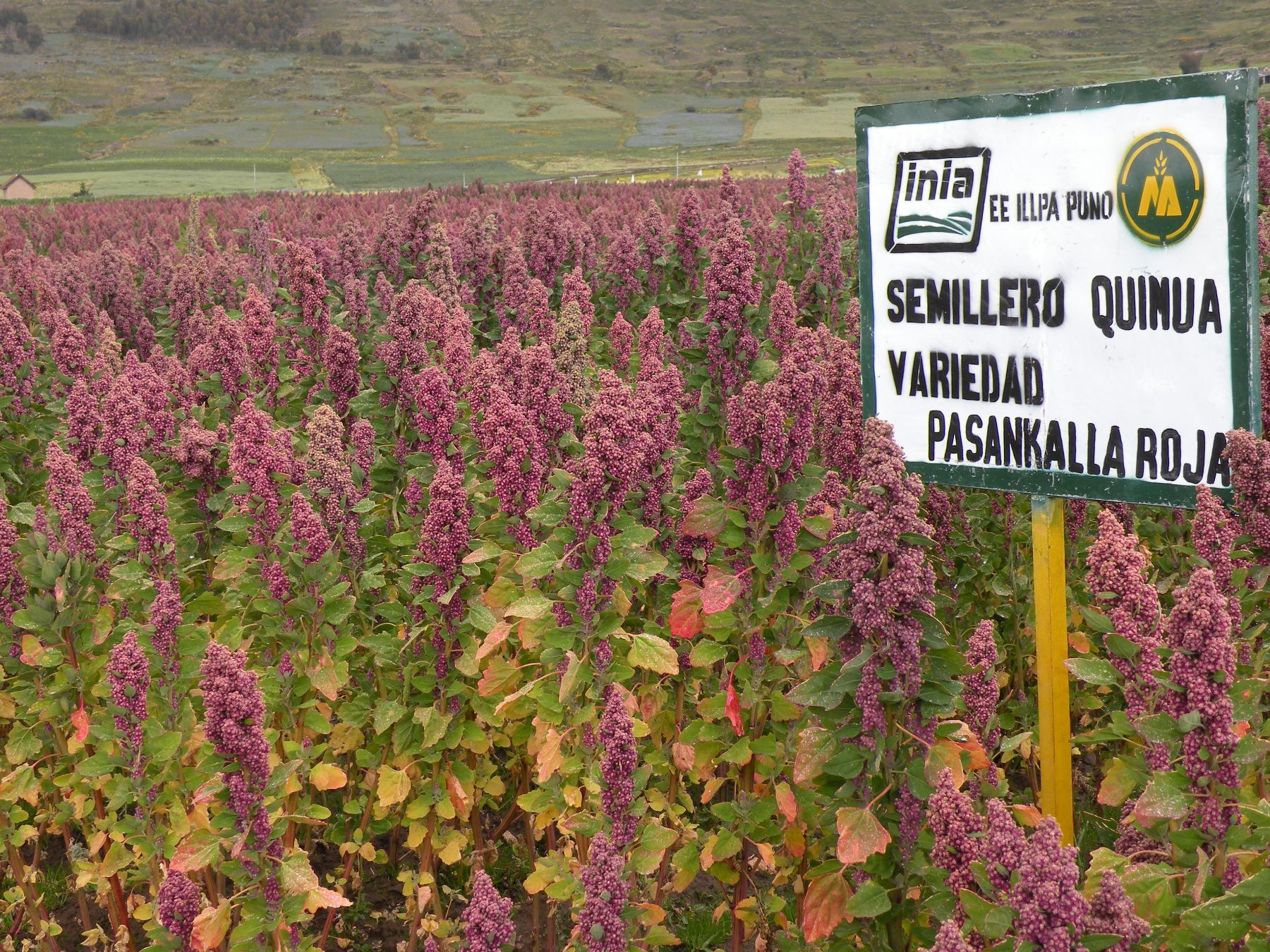Peru exported quinoa to 36 countries for US$ 25 million last year ...