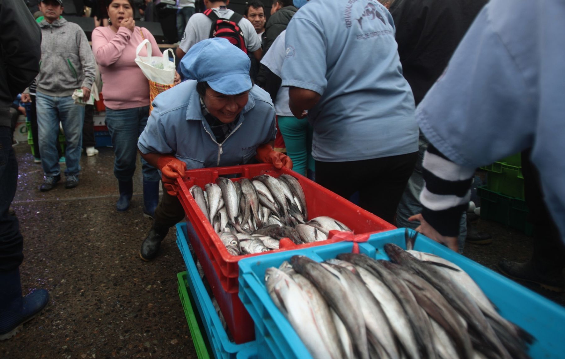 Pejerrey, coco y lorna se ofrecen al público desde un sol el kilo en ...