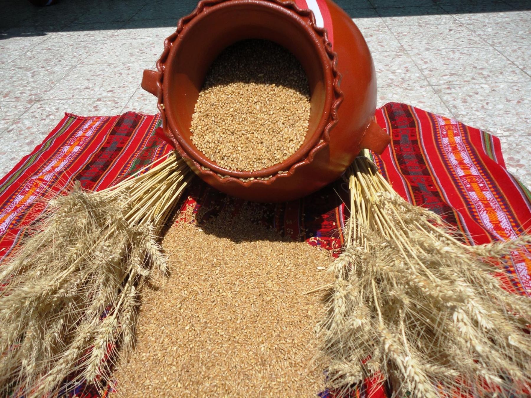 INIA libera nuevo trigo harinero que incrementará oferta en mercado de ...