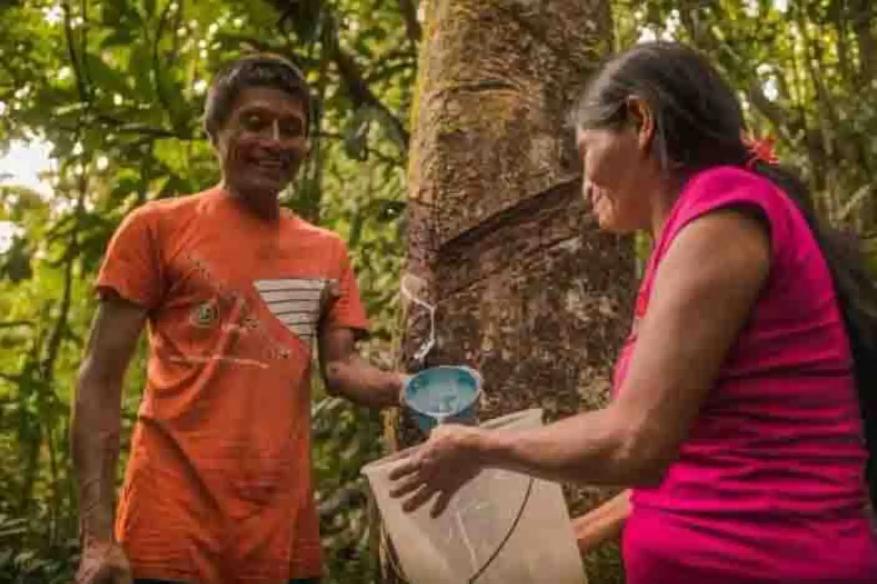 Oro blanco amazónico: conoce qué es la shiringa y la importancia de su ...