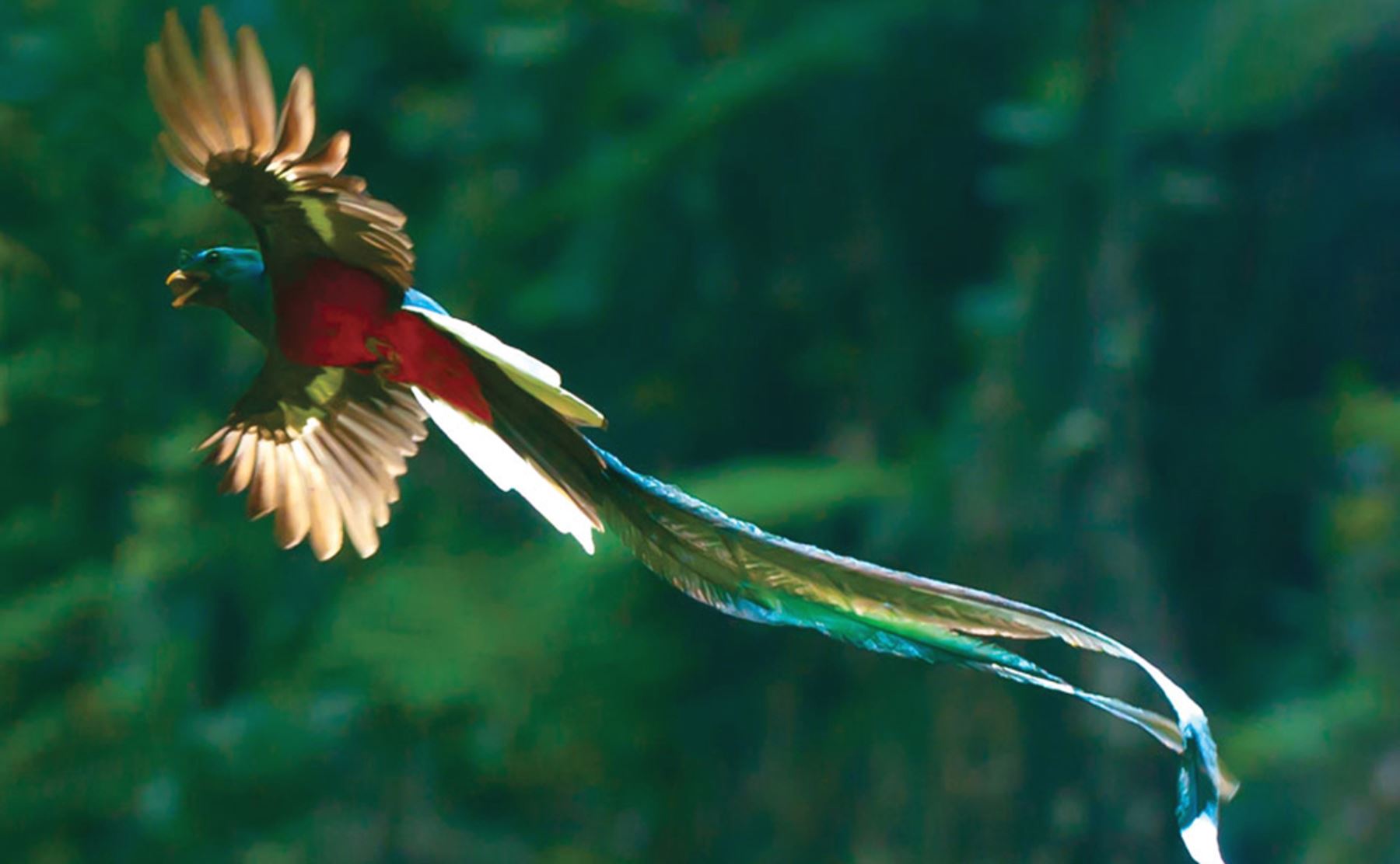 Quetzal mexicano se reproduce en cautiverio gracias a plan de ...
