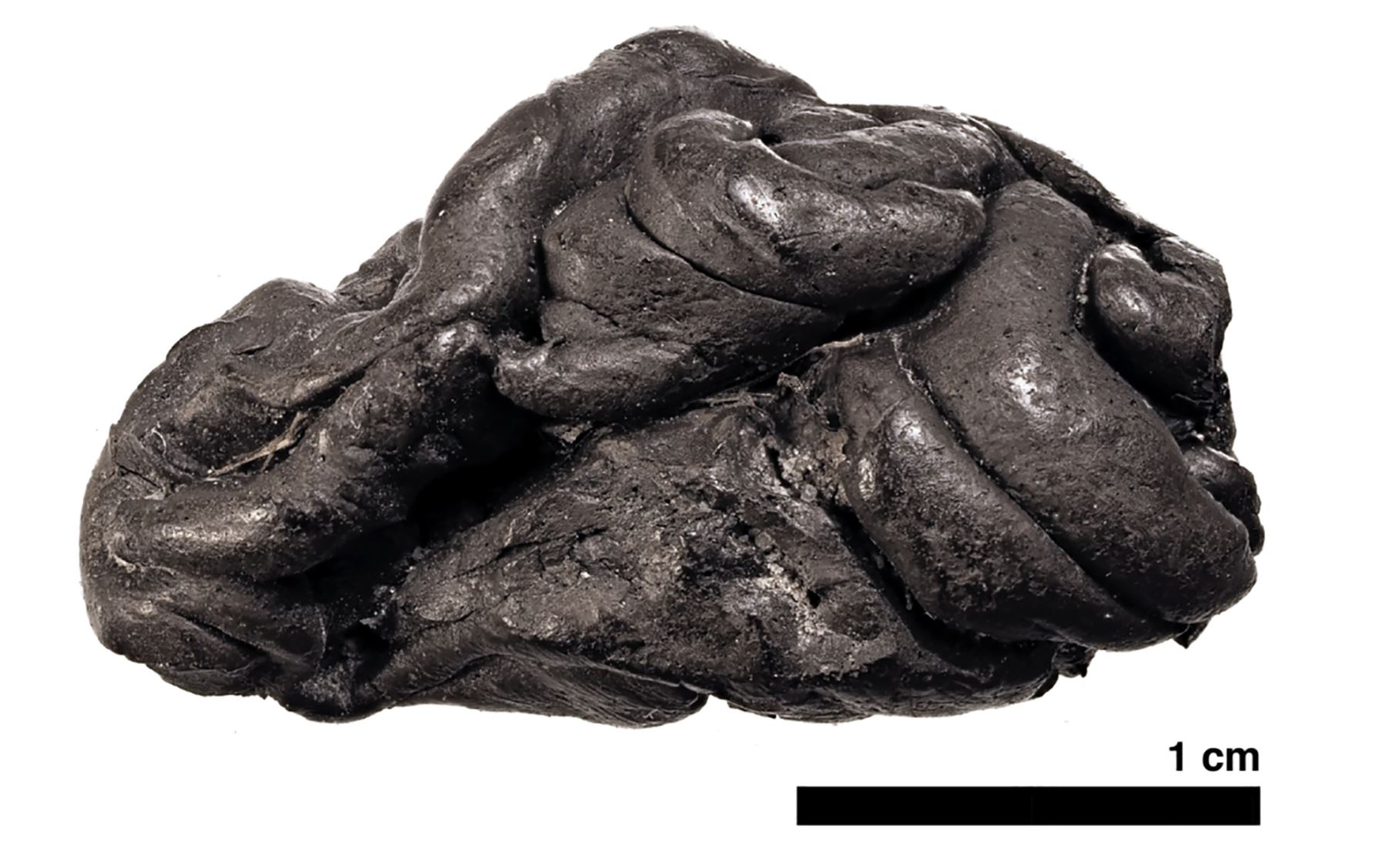 Hallan chicle de 5,700 años mascado por una mujer del período ...