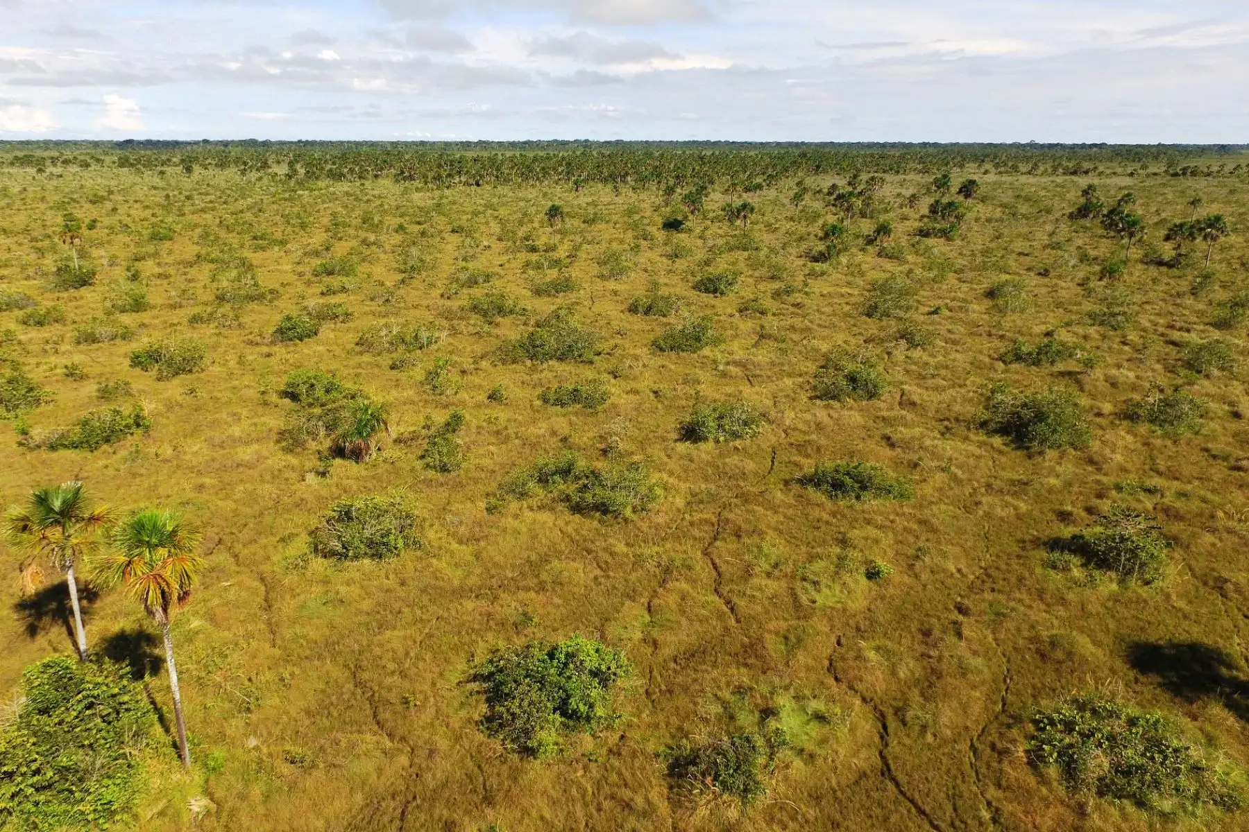 Parque Nacional Bahuaja Sonene celebra 24 años conservando la sabana ...