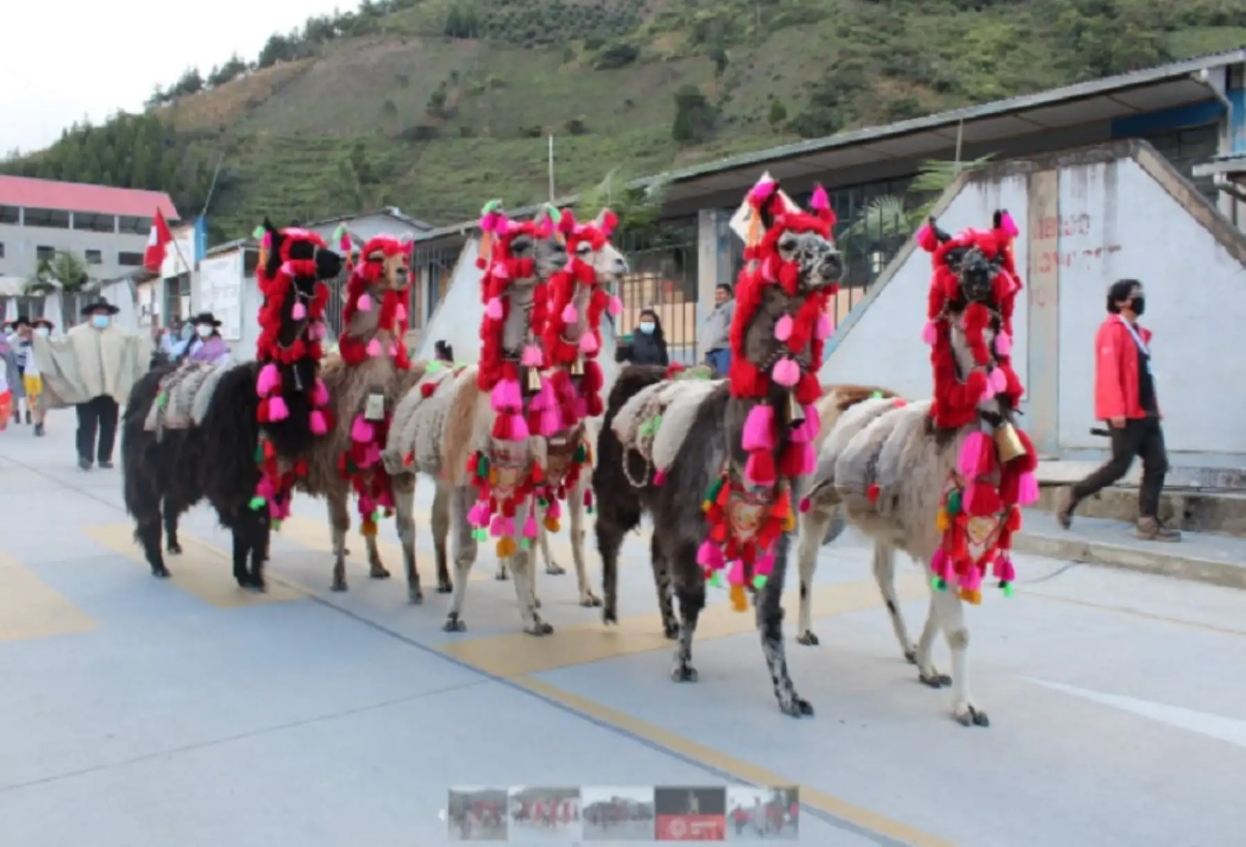 Pasco: Llamas cargueras recorrieron la región con la cápsula del tiempo ...