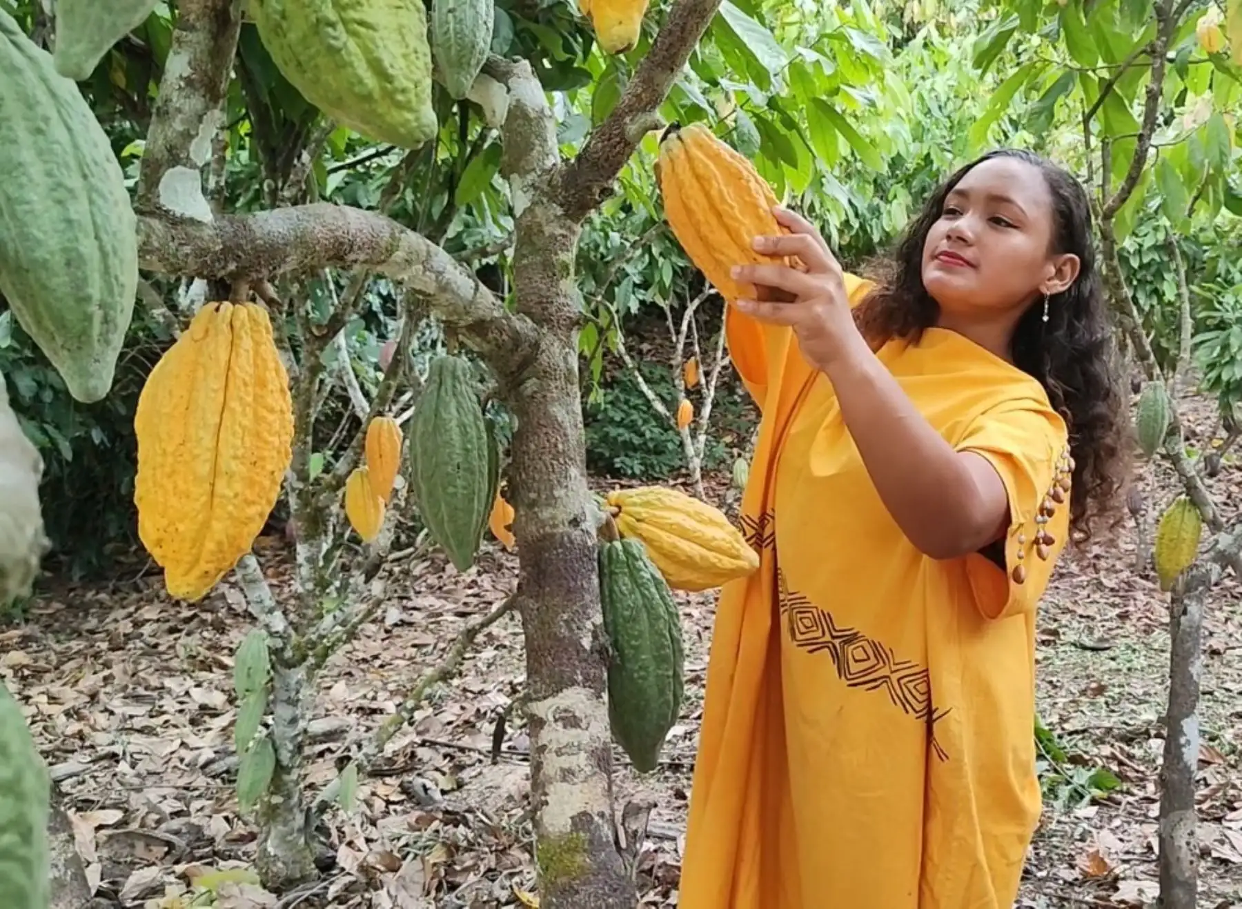 Emblema de peruanidad y calidad global: ¿Dónde nace el cacao del mejor ...