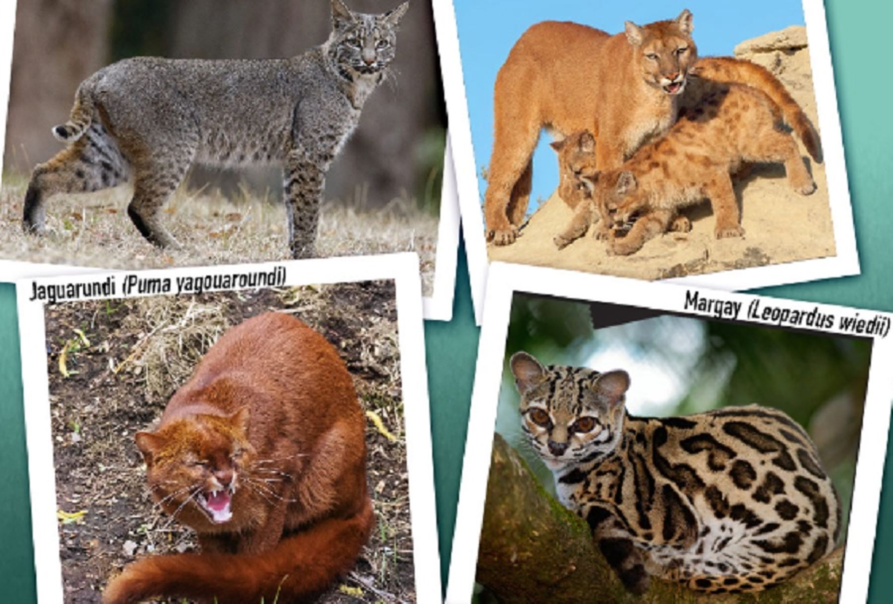 Día Internacional del Gato: conoce los felinos silvestres que viven en Perú