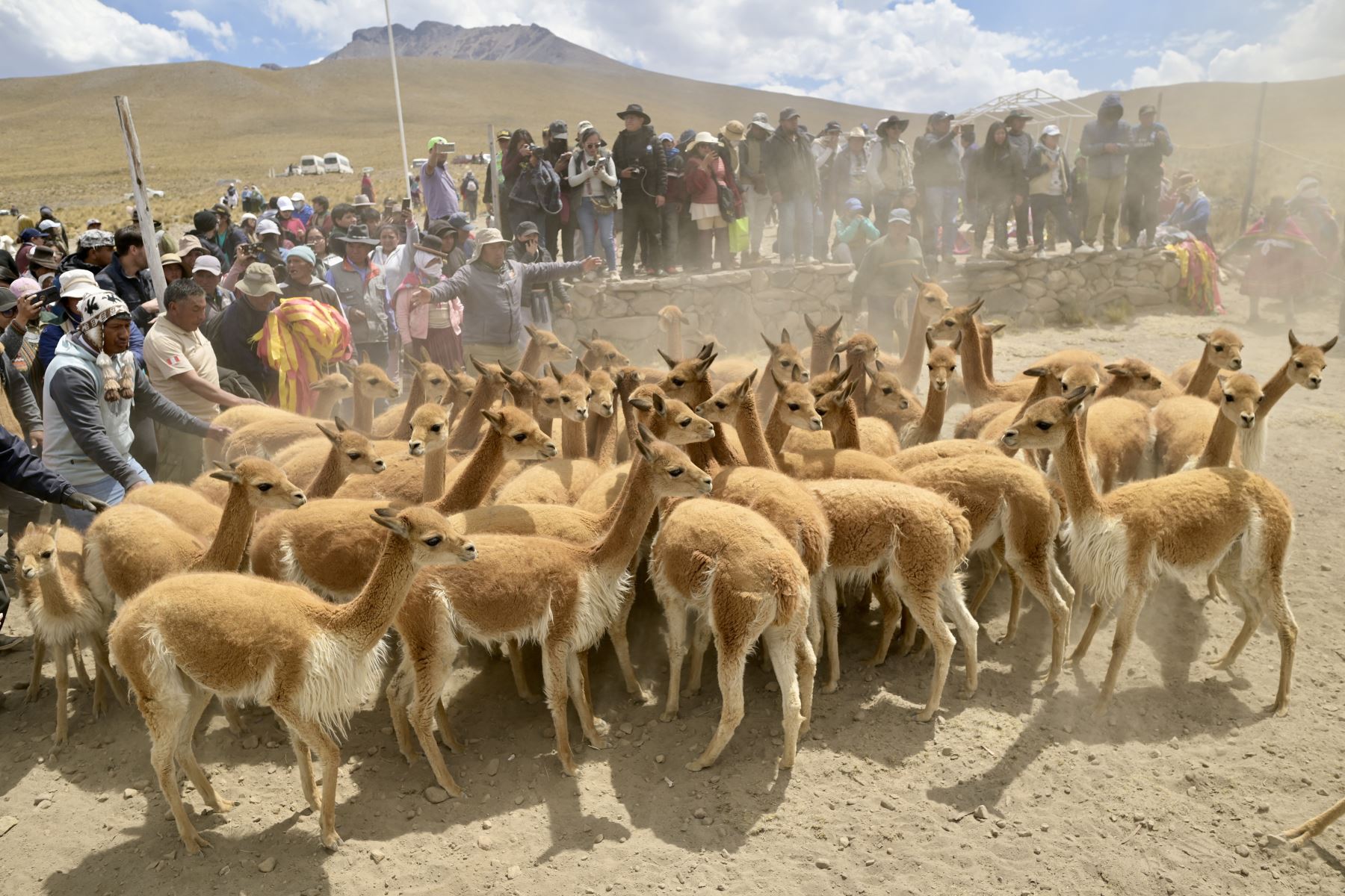 La Fiesta de la Vicuña: Arequipa celebró la edición bicentenaria del ...