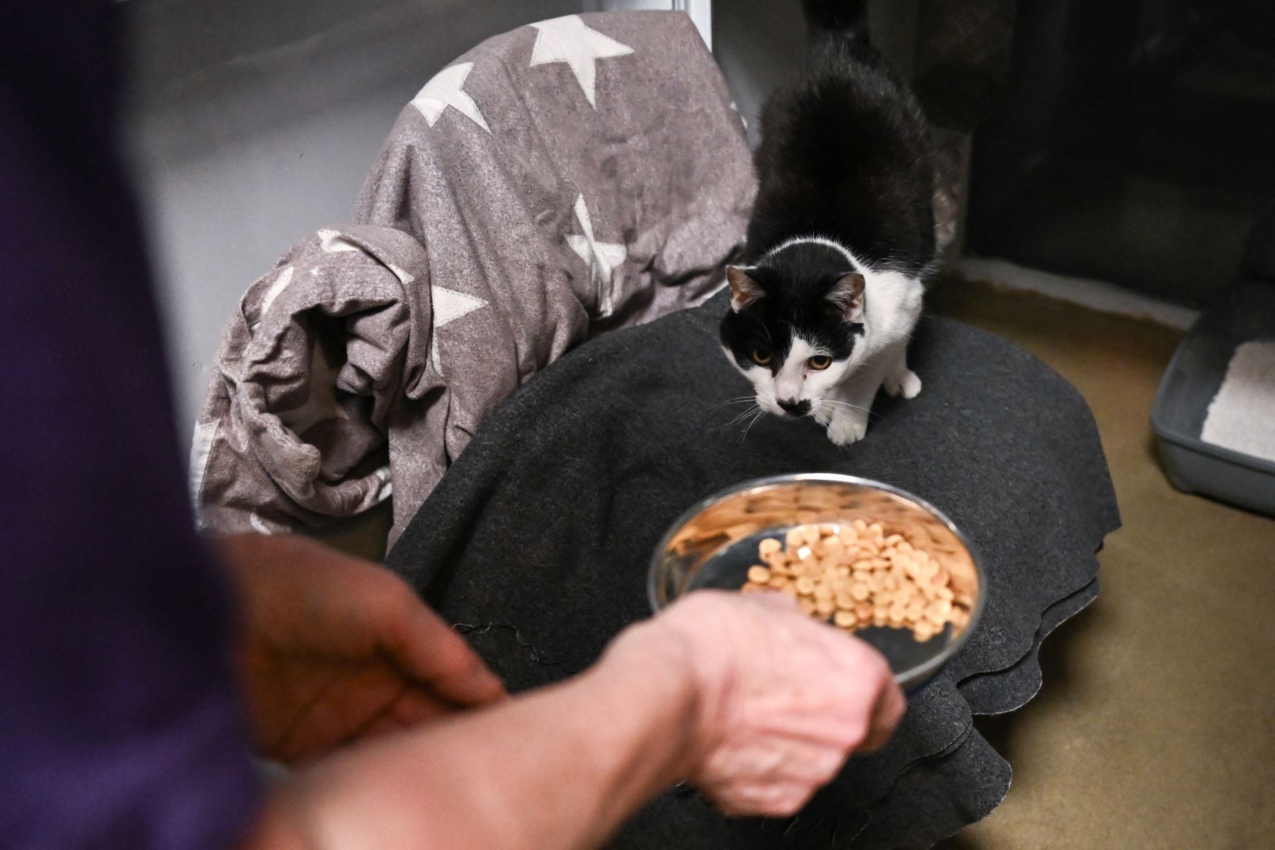 Británicos Abandonan A Sus Mascotas Por El Encarecimiento De La Vida 5135