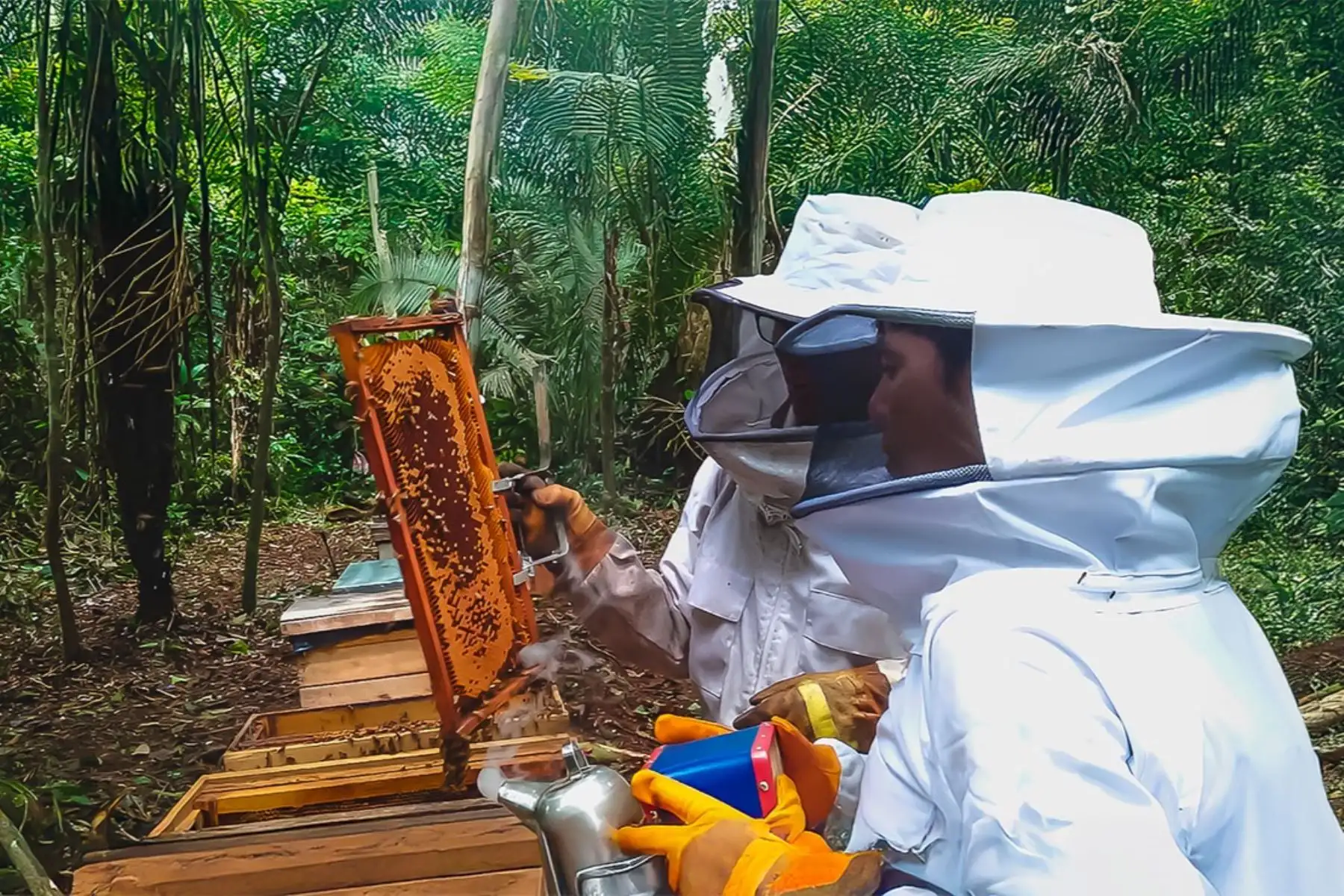 Programa Bosques en Ucayali: una abeja cambia vidas en la comunidad ...