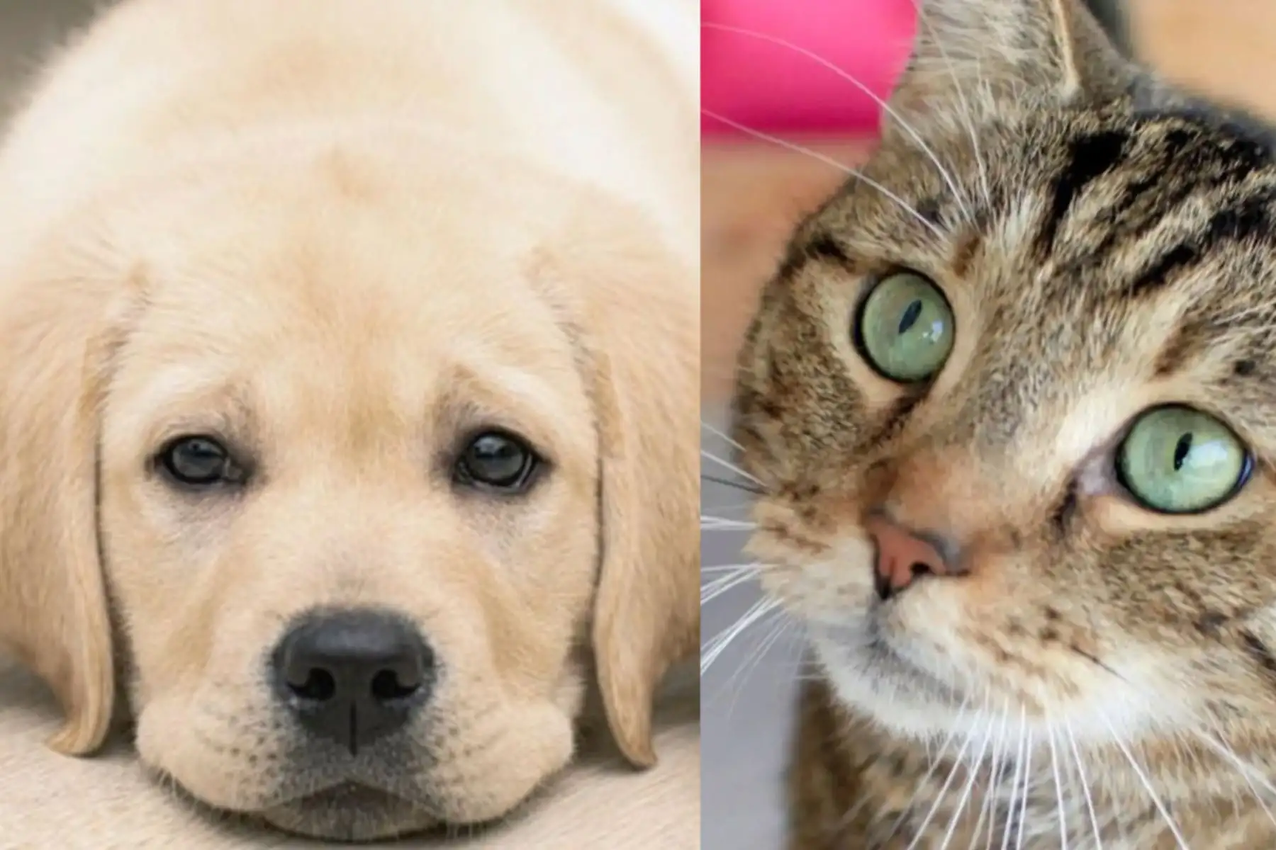 Día del Perro Adoptado: gran campaña de adopción en el Parque de la ...