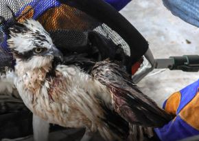 Ucayali: rescatan mono pichico, gavilán y águila en operativos de fauna ...