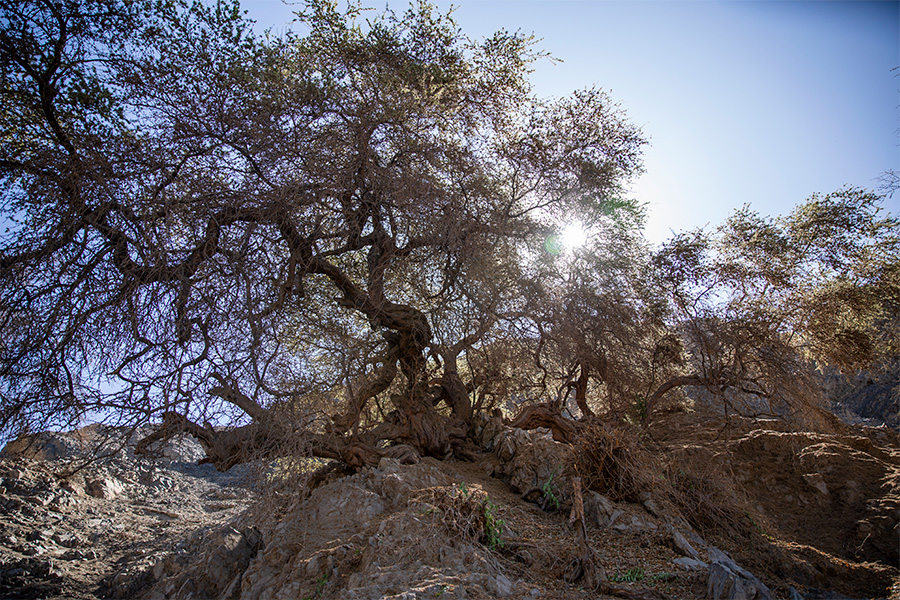 Huarango: un árbol milenario y atractivo turístico de Ica | Videos ...
