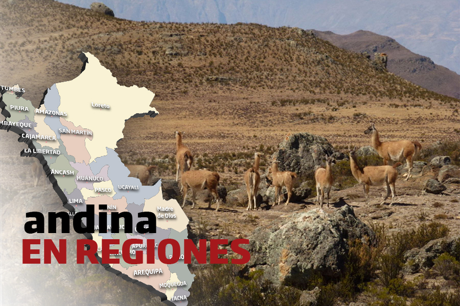 Andina en Regiones: inicia censo regional de guanacos | Videos ...