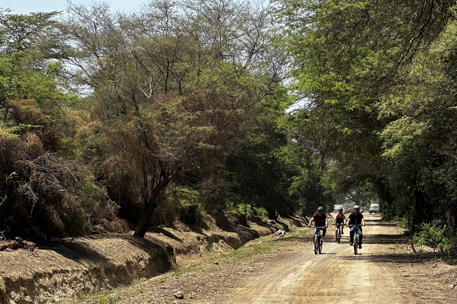 Bosque de Pómac: ideal para amantes de la naturaleza y la historia ...